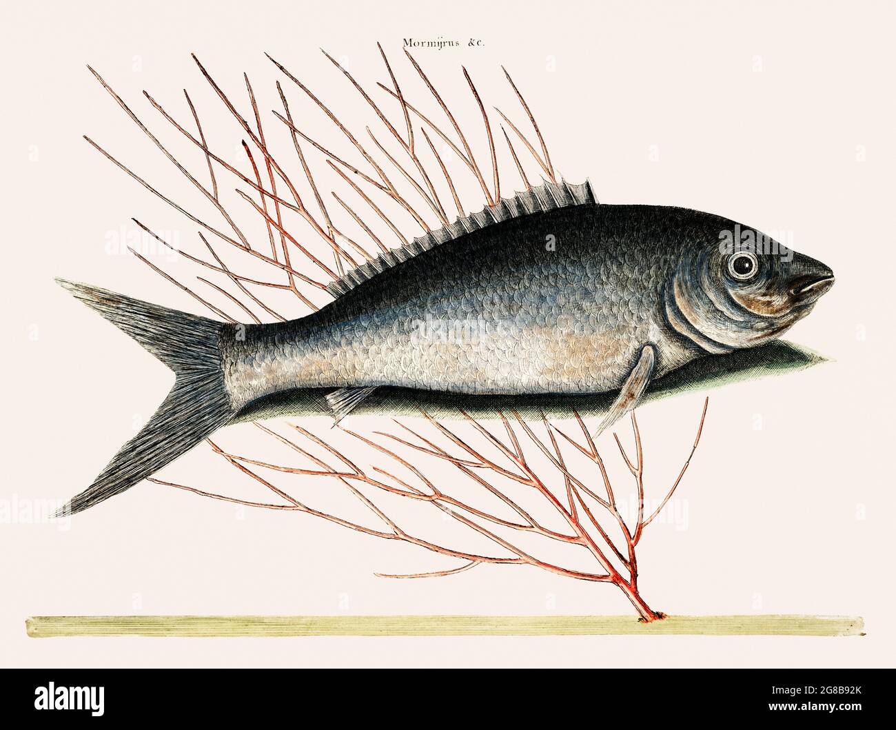 Bone-Fish (Mormyrus ex cinero nigricans) from The natural history of ...