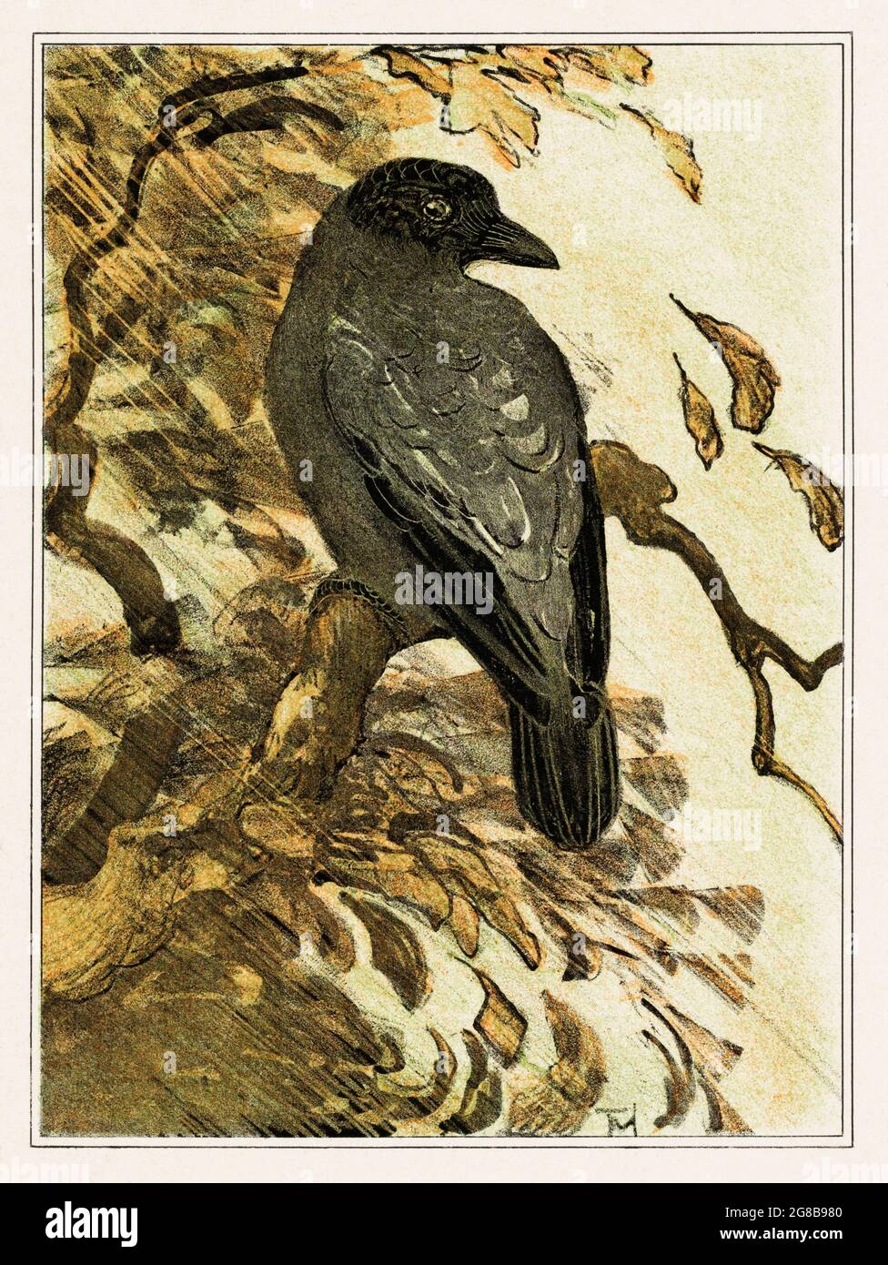 vintage, retro, old, photograph, century, botany, graphics, antique ...