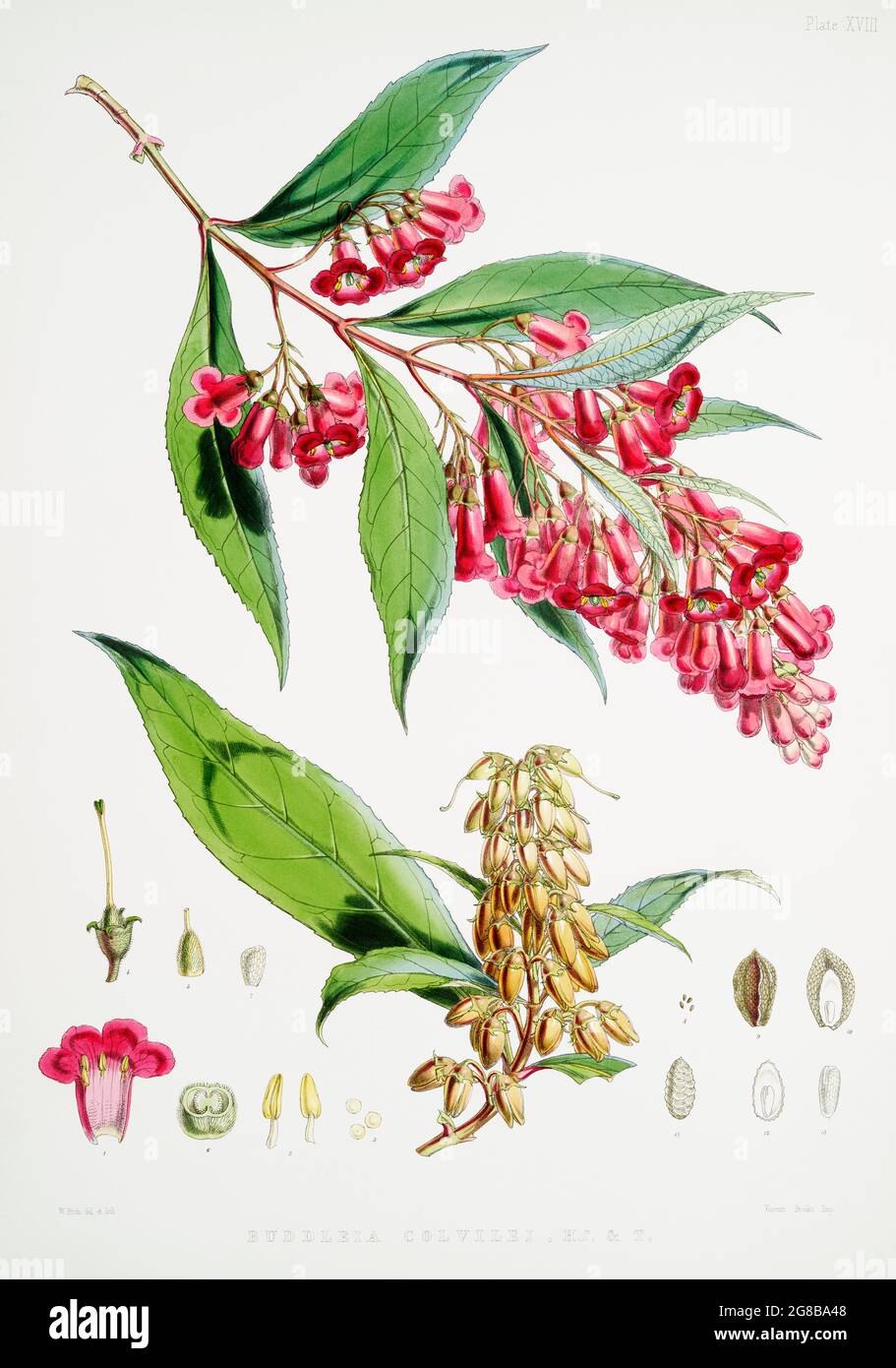 Buddleja Colvilei from Illustrations of Himalayan plants (1855) by W. H ...