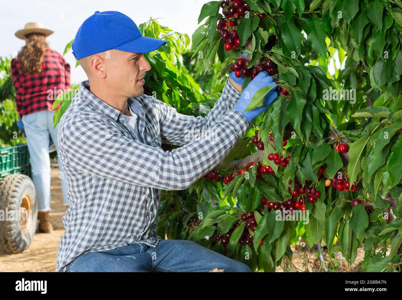 Farmer gathering crop of sweet cherry berries in orchard Stock Photo ...