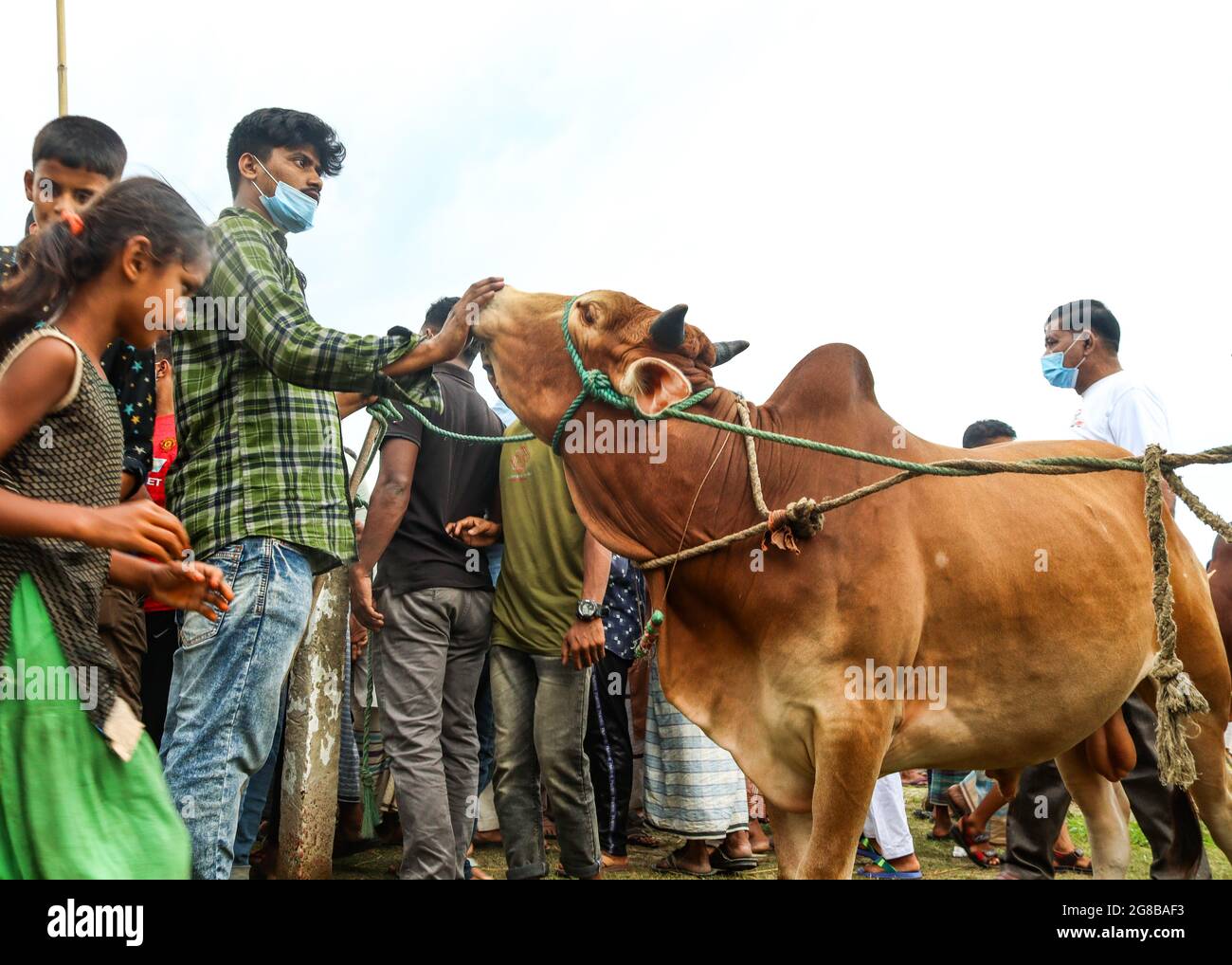 A cow owner with his cow This is the first day of Eid-ul-Azha cattle ...