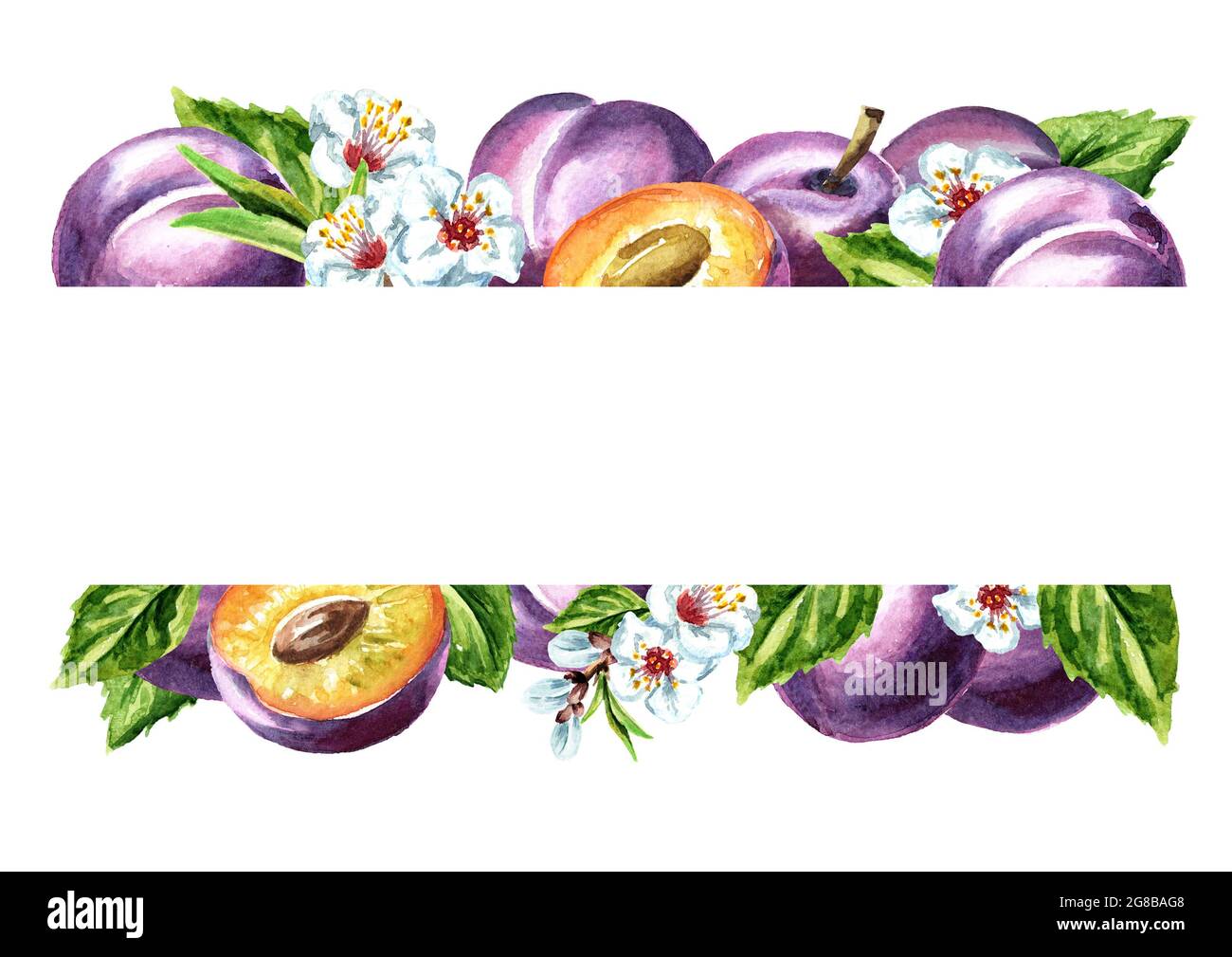 Fresh plum horizontal template. Watercolor hand drawn illustration ...
