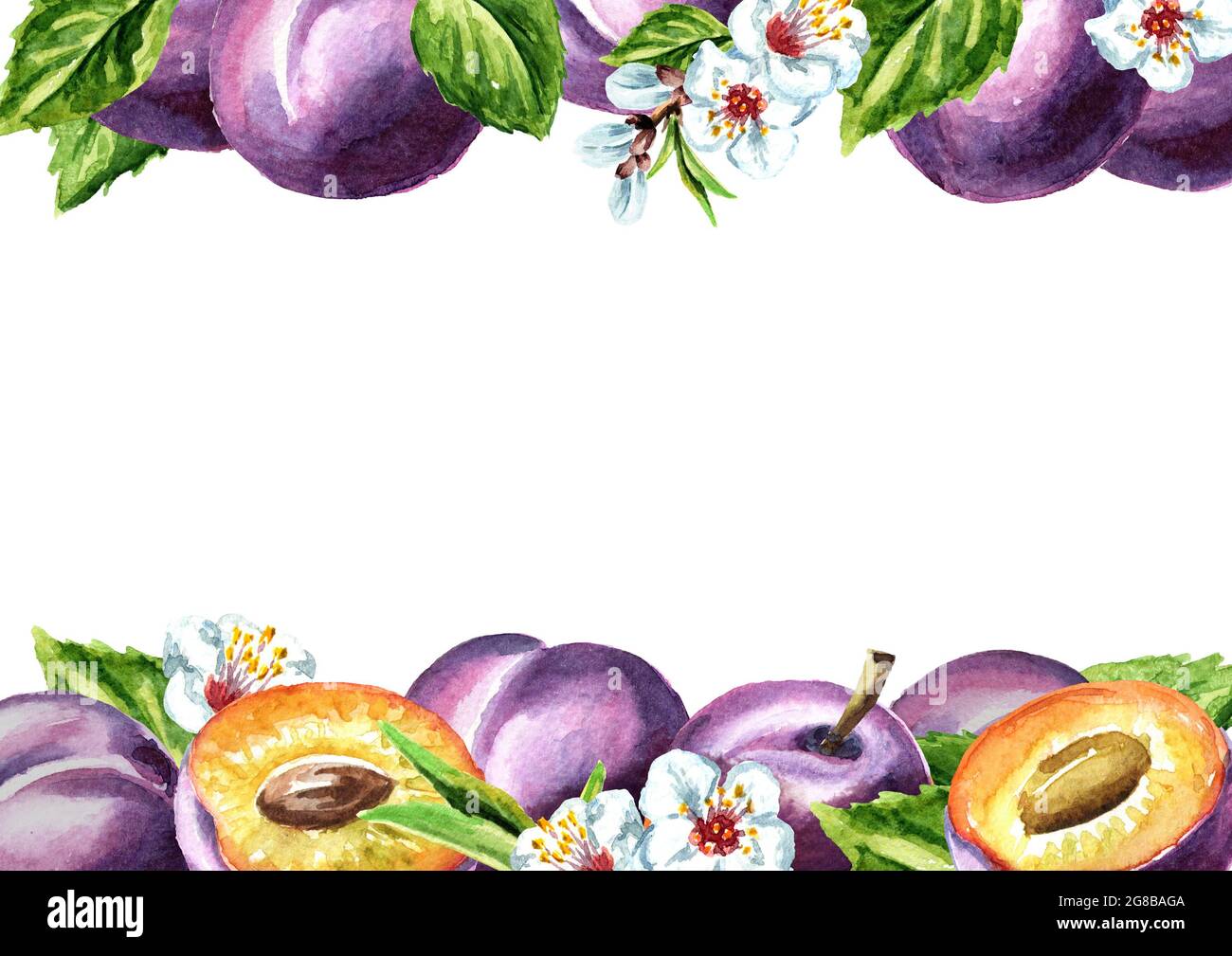 Fresh plum horizontal template. Watercolor hand drawn illustration ...