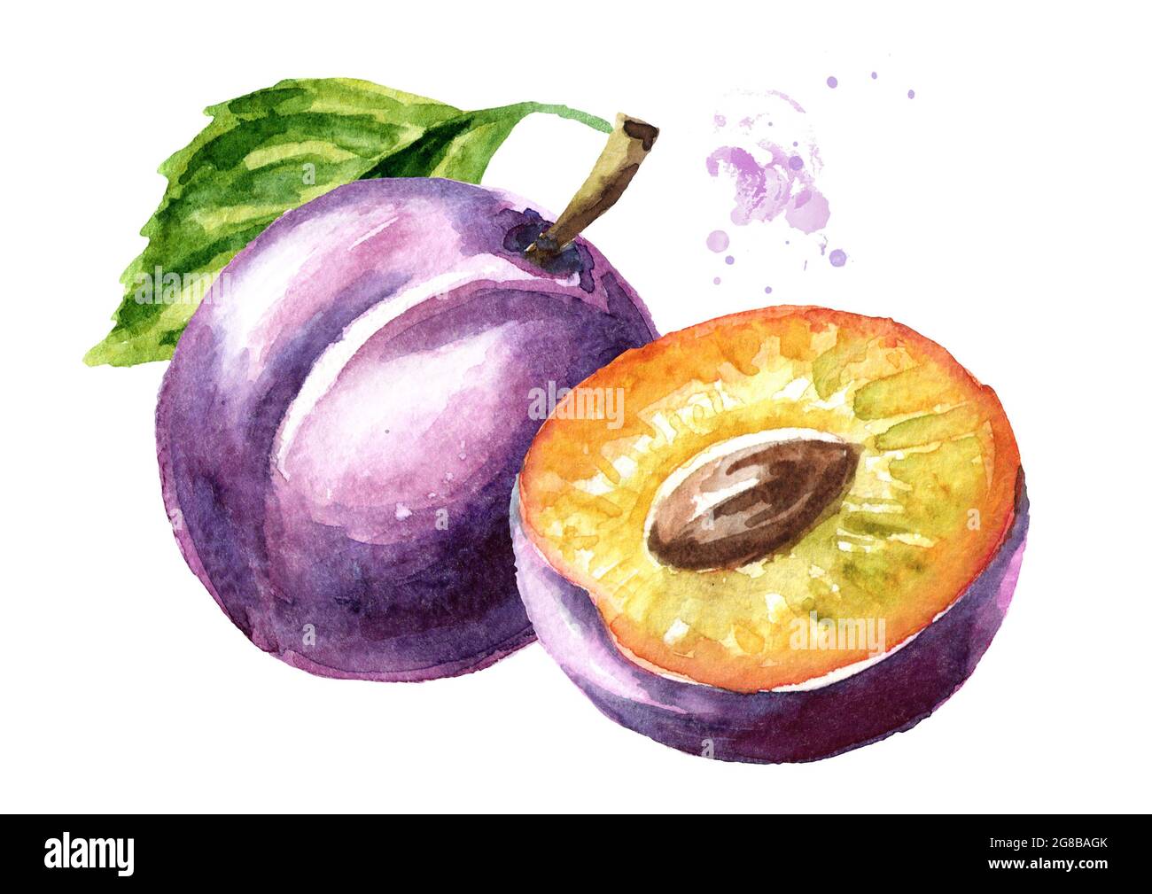 Ripe plum watercolor hand drawn illustration isolated on white ...