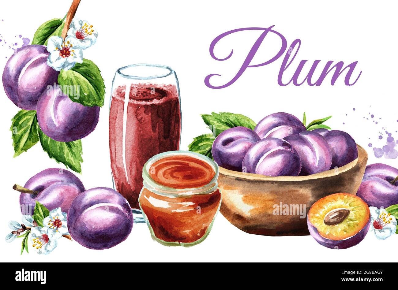 Ripe plum card. Watercolor hand drawn illustration, isolated on white ...