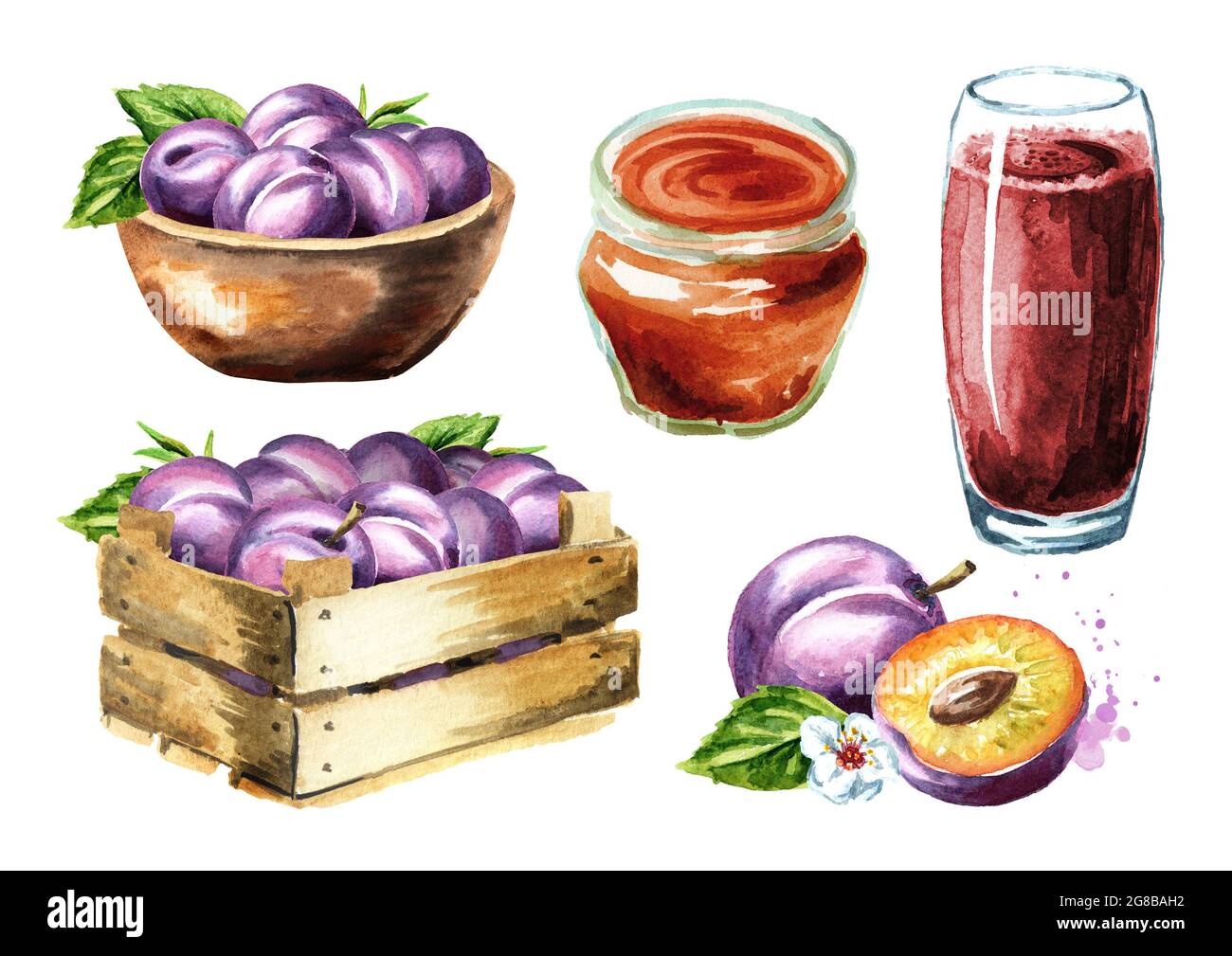 Plum set. Watercolor hand drawn illustration isolated on white ...