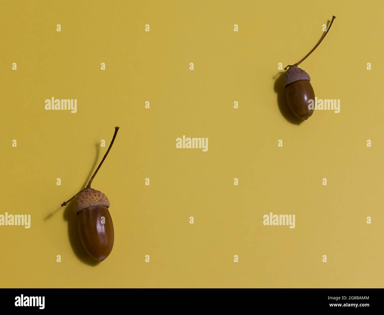 Ripe acorns hi-res stock photography and images - Alamy