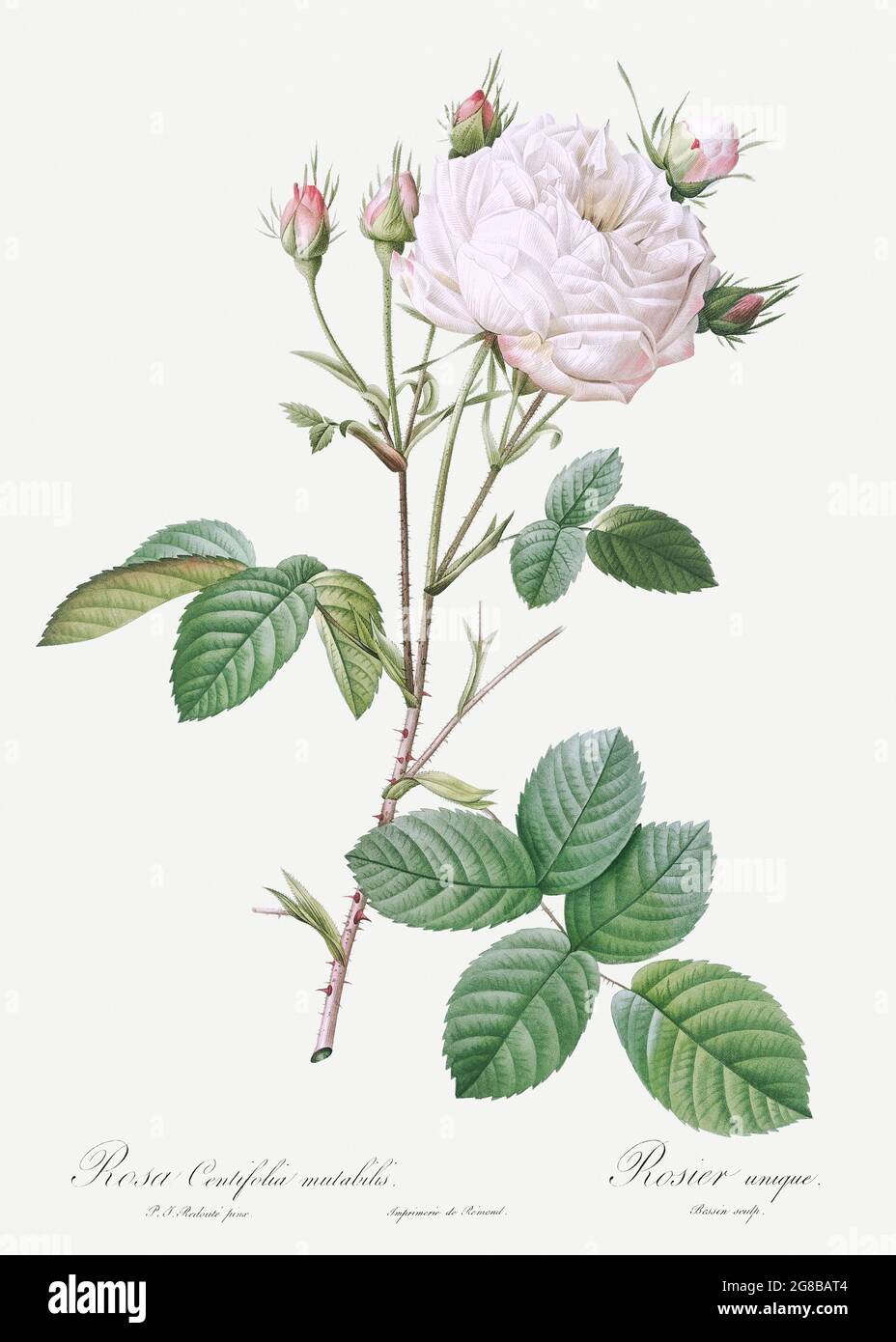 Cabbage Rose White Provence also known as Unique Blance (Rosa ...