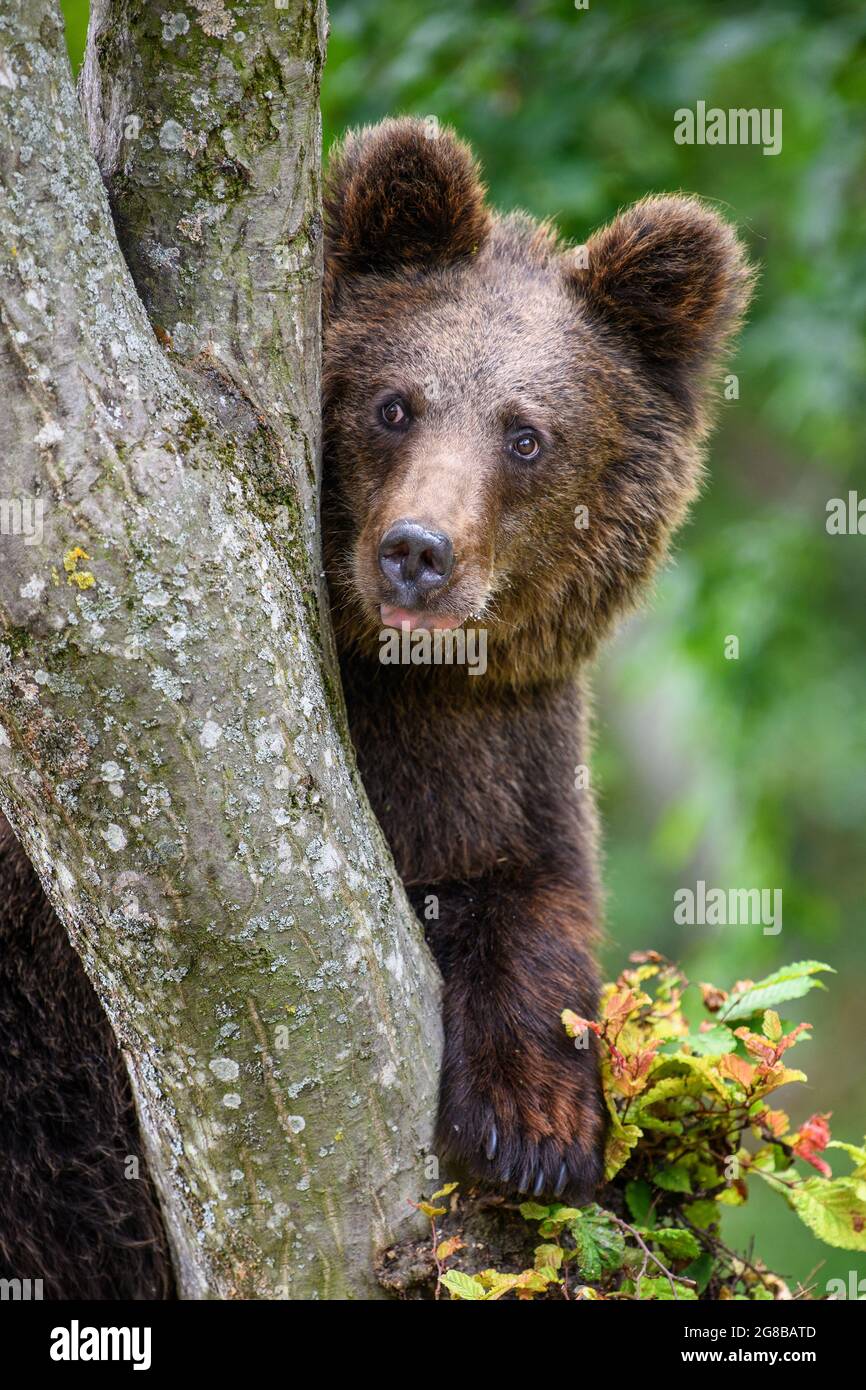 Wild Brown Bear (Ursus Arctos) on tree in the summer forest. Animal in natural habitat. Wildlife ...