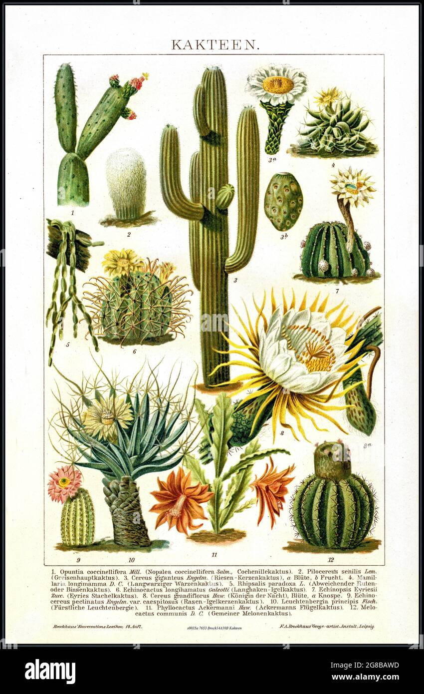 vintage, retro, old, photograph, century, botany, graphics, antique ...