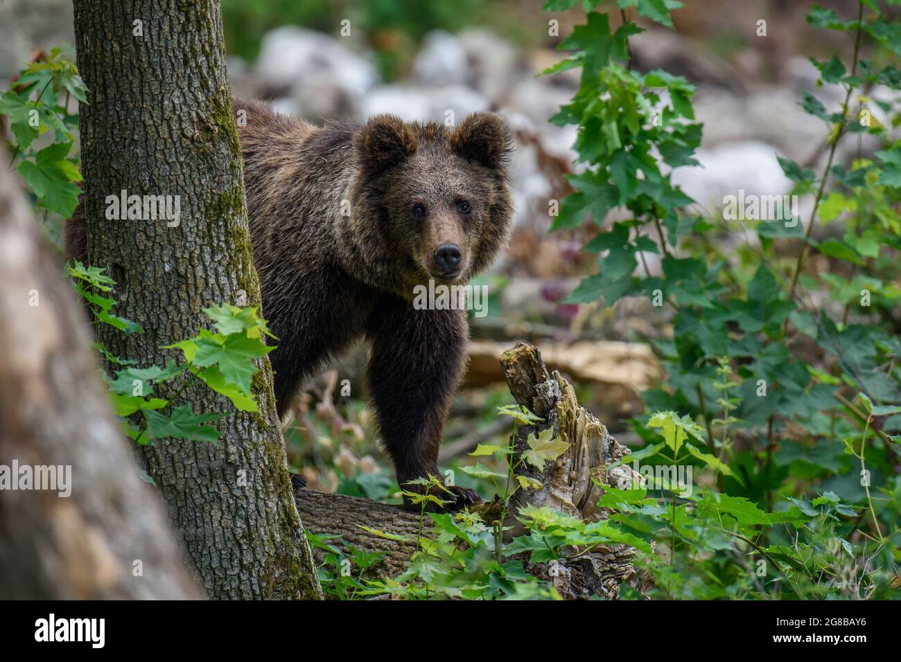 Wild Brown Bear (Ursus Arctos) in the summer forest. Animal in natural habitat. Wildlife scene ...