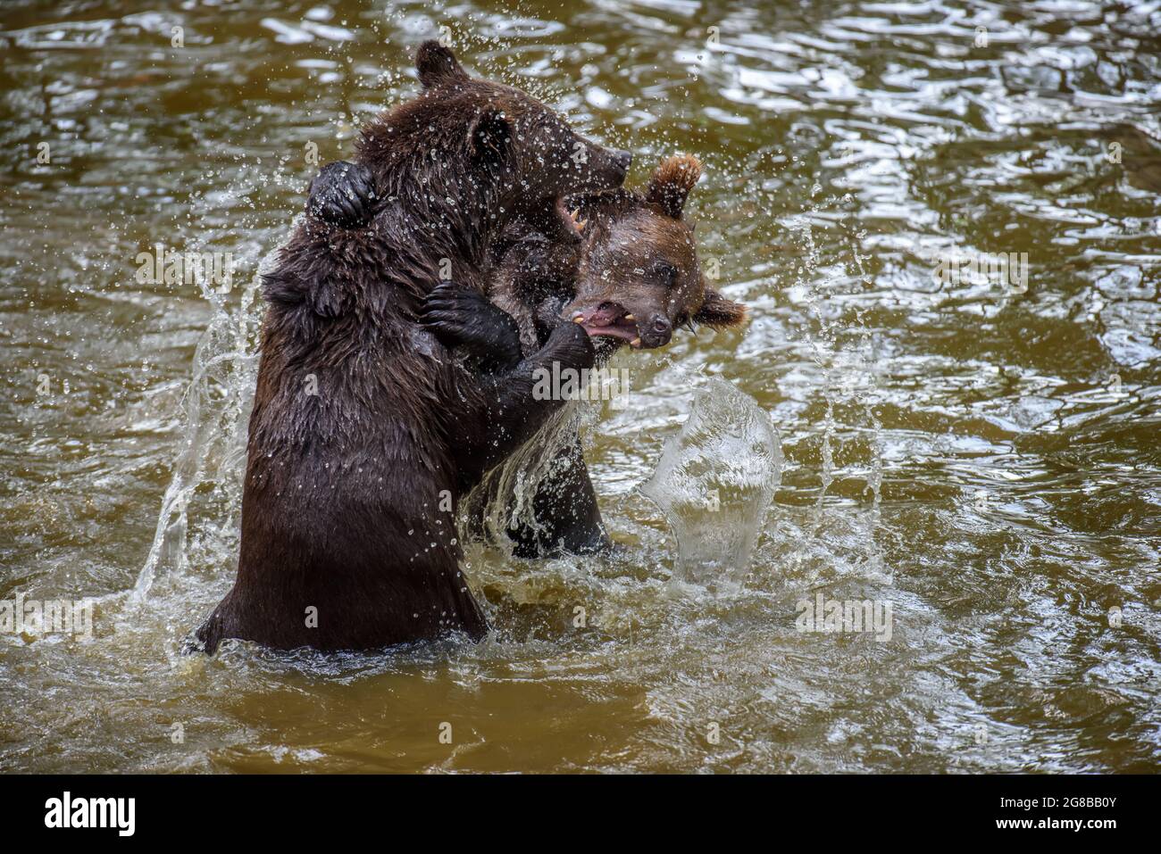 Two Wild Brown Bear (Ursus Arctos) in the forest pond. Animal in natural habitat. Wildlife scene ...
