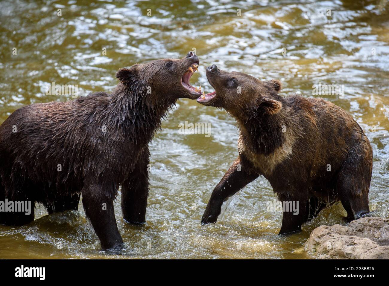 Two Wild Brown Bear (Ursus Arctos) in the forest pond. Animal in natural habitat. Wildlife scene ...