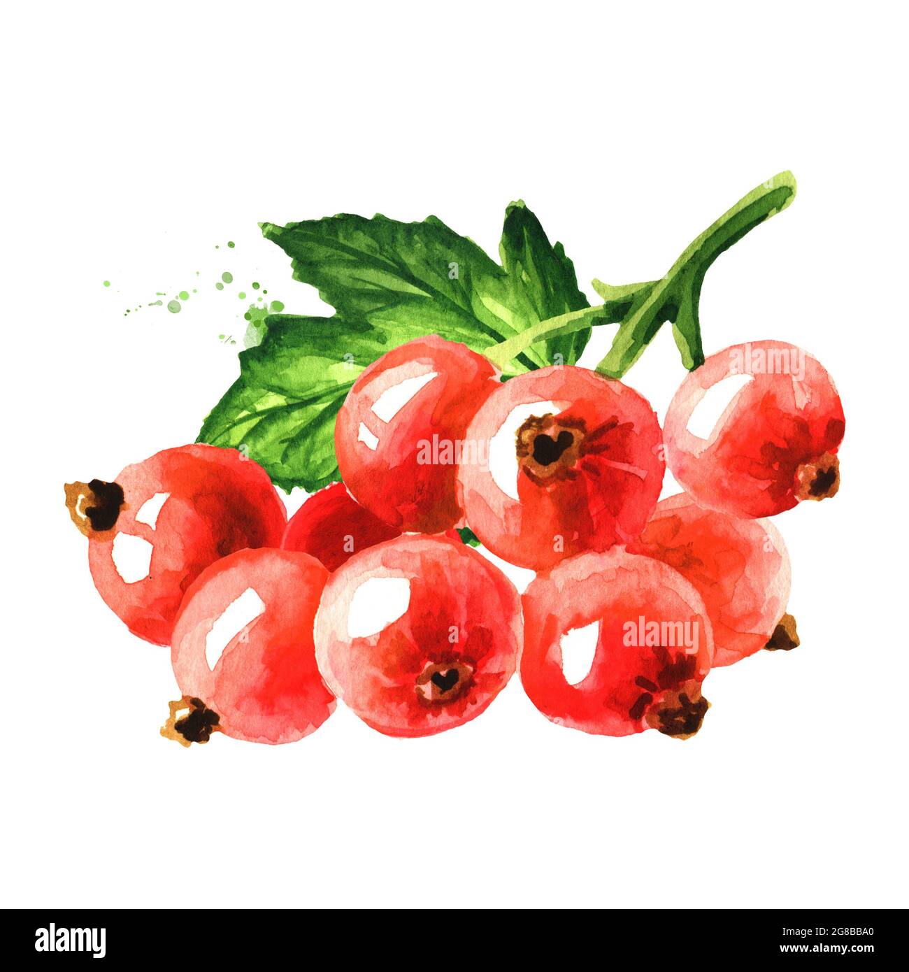 Red currant branch, Hand drawn watercolor illustration isolated on ...