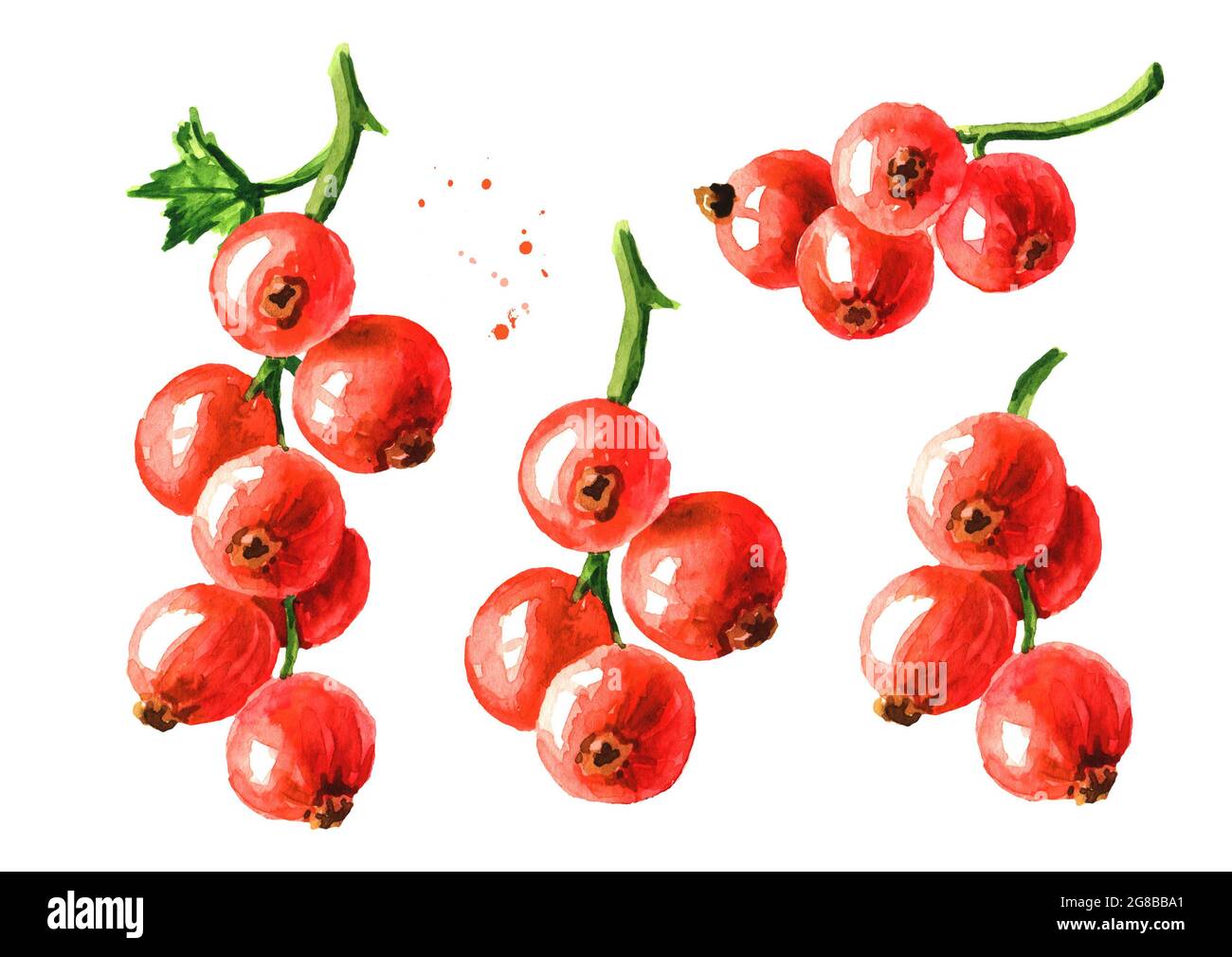 Red currant branch set. Hand drawn watercolor illustration isolated on ...