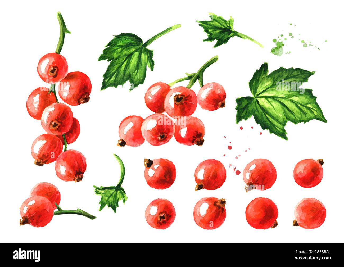 Red currant set. Hand drawn watercolor illustration, isolated on white ...