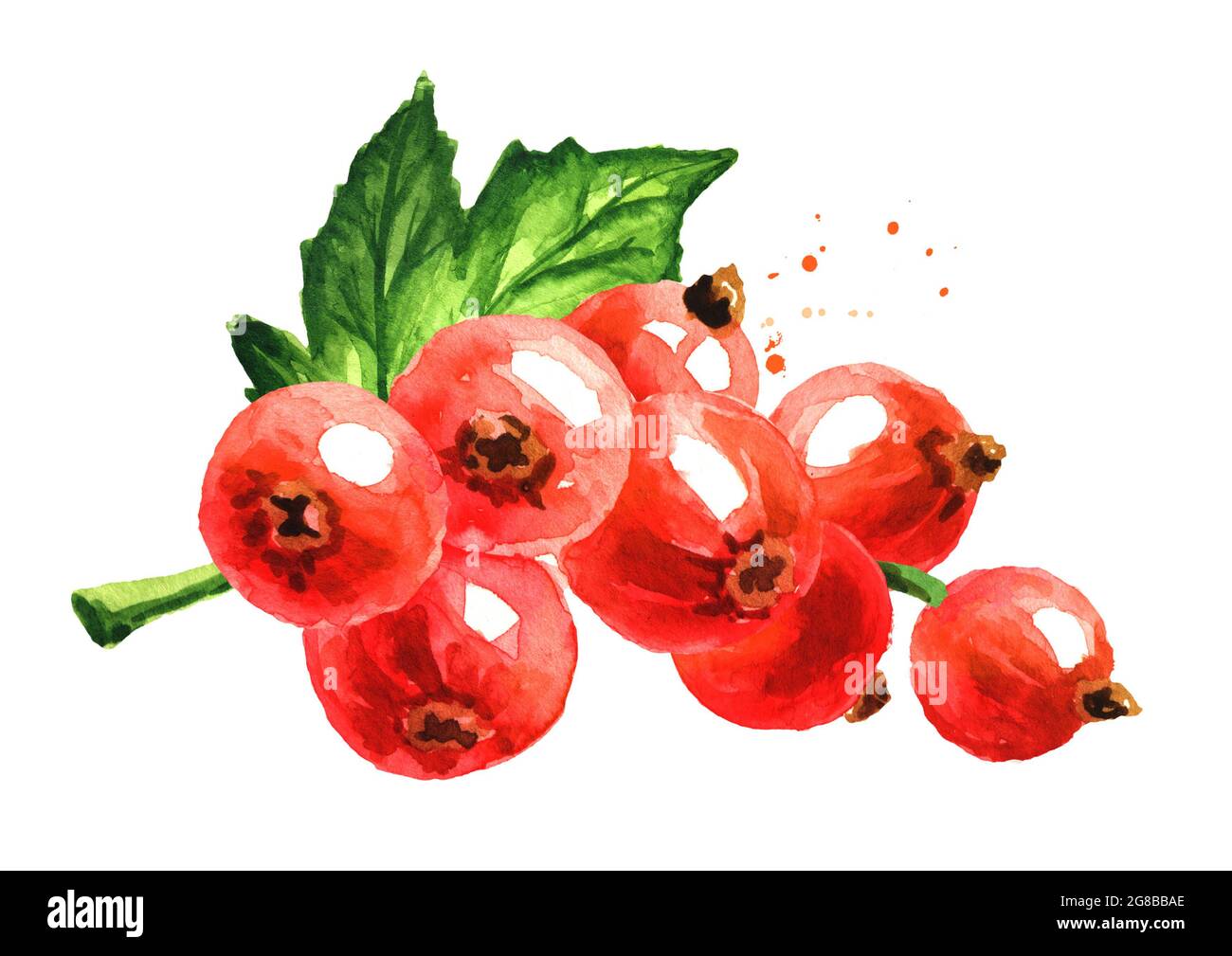 Red currant branch Hand drawn watercolor illustration isolated on white ...
