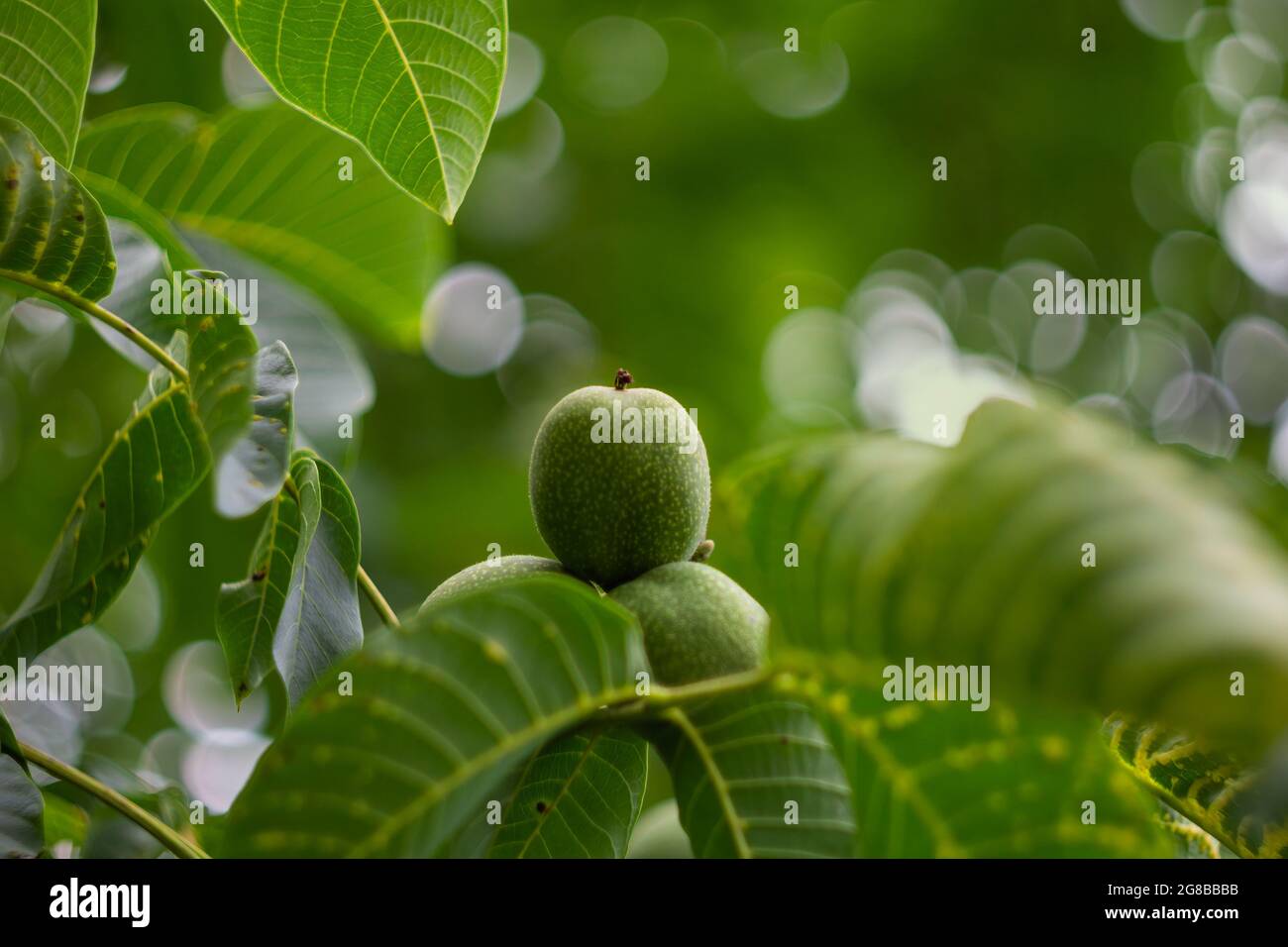 Close up walnut fruit growing on tree with blured background ...