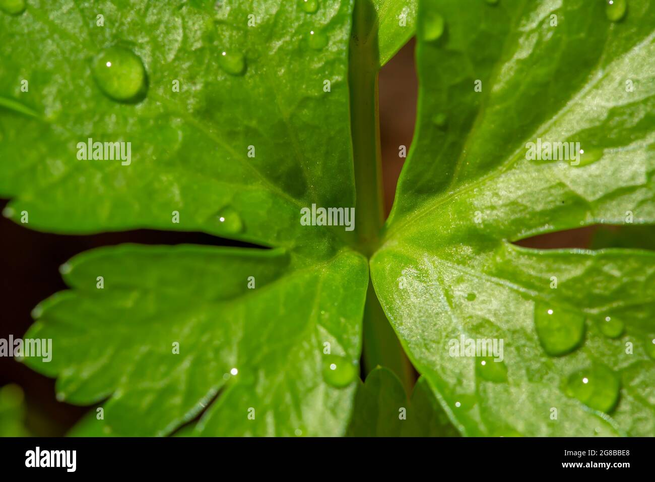 Macro shot grass plants hi-res stock photography and images - Alamy