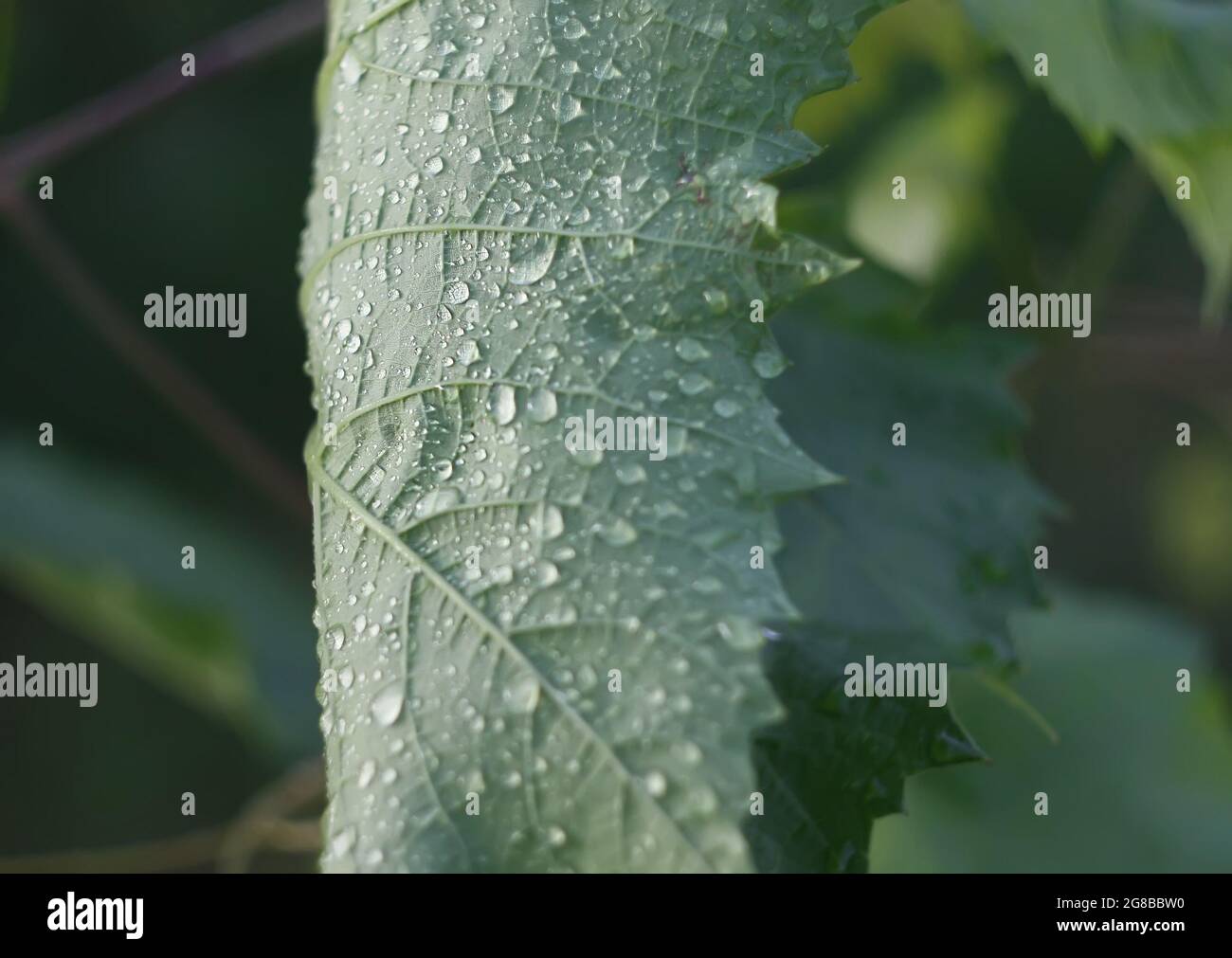 Summer nature details Stock Photo - Alamy
