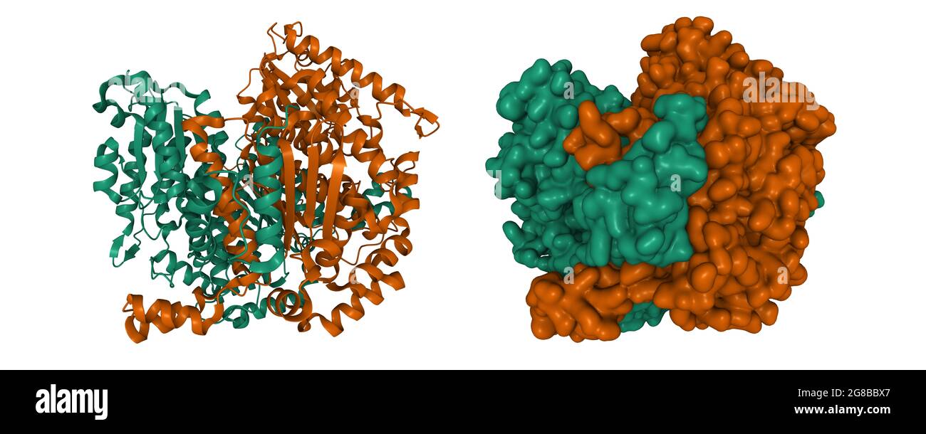 Structure Of Human Glucose 6 Phosphate Isomerase 3d Cartoon Gaussian Surface Models Chain