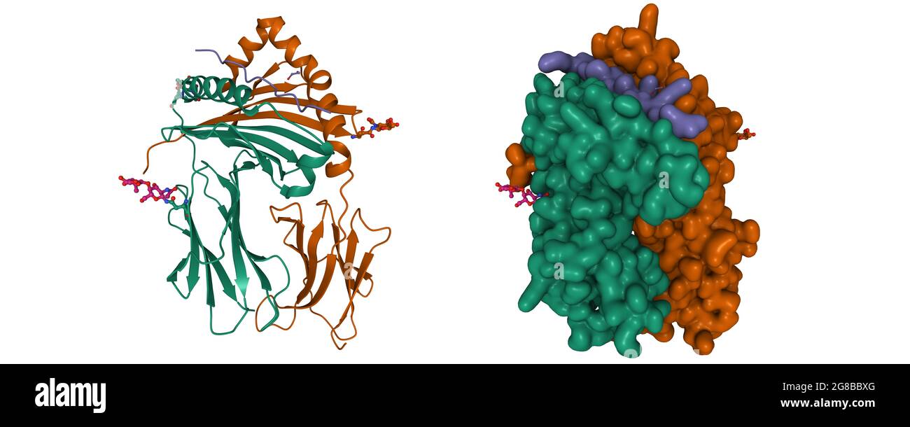 Structure of immune receptor HLA-DRB1, 3D cartoon and Gaussian surface ...