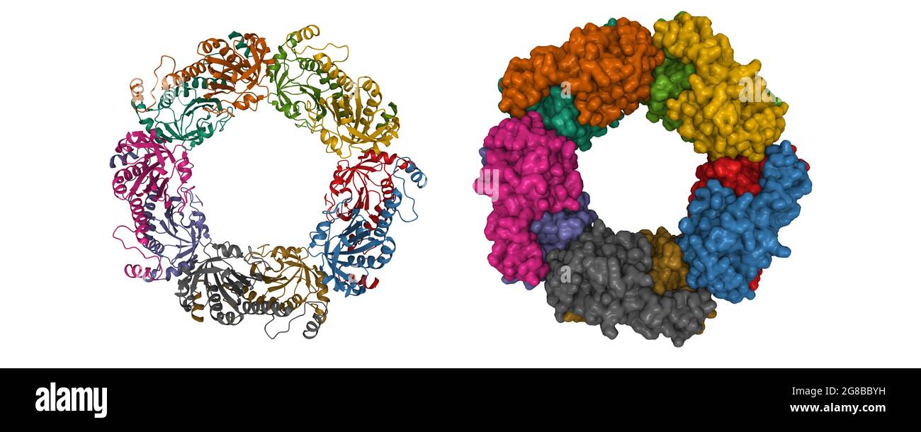 Structure of reduced human peroxiredoxin 2, 3D cartoon and Gaussian ...