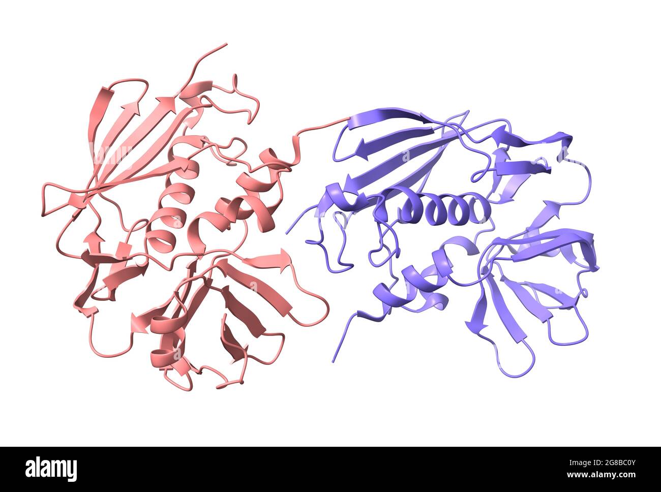 Structure of enterotoxin K from Staphylococcus aureus, 3D cartoon model ...