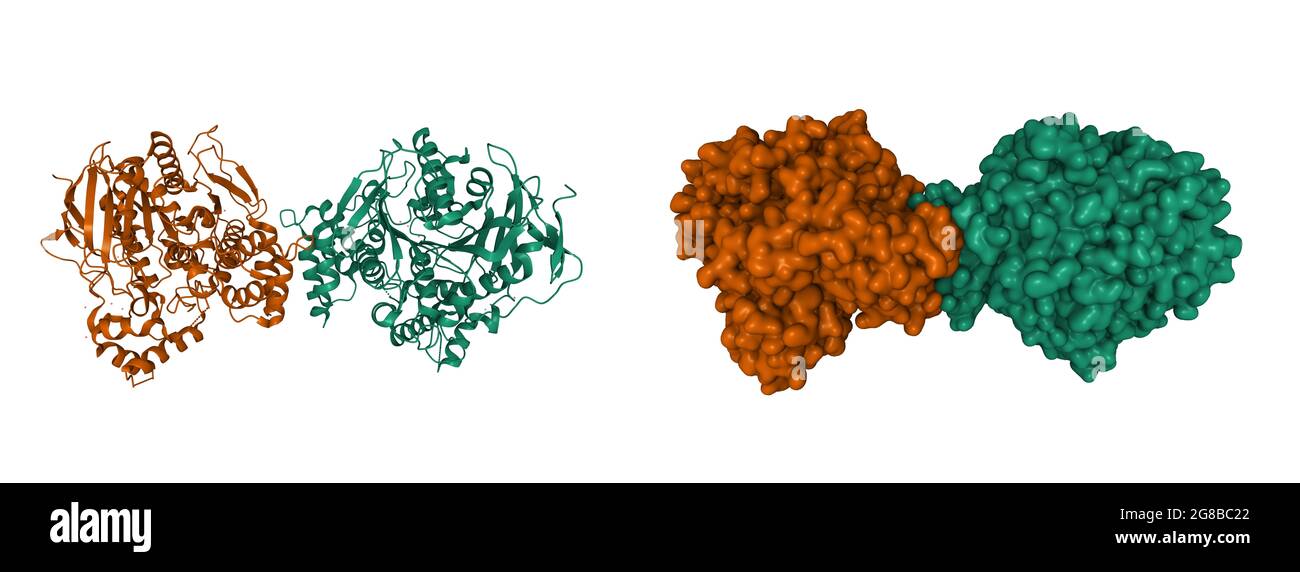 Structure of human acetylcholinesterase, 3D cartoon Gaussian surface ...
