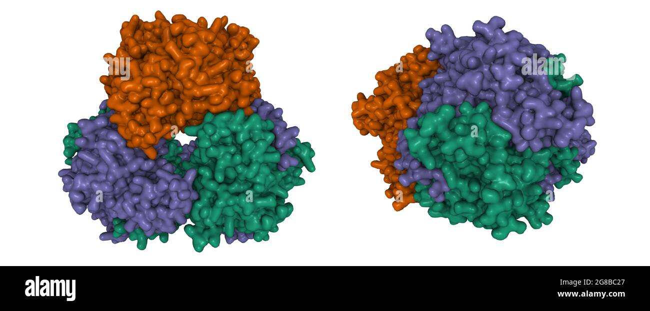 Bleomycin hydrolase hi-res stock photography and images - Alamy