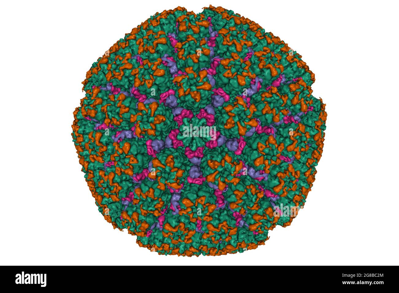 Structure of varicella-zoster virus A-capsid, 3D Gaussian surface model ...