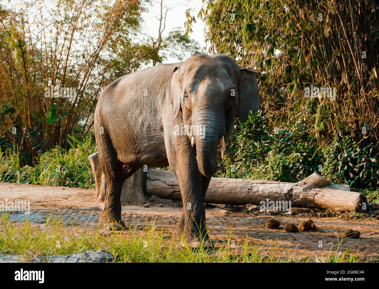 Taman safari hi-res stock photography and images - Alamy
