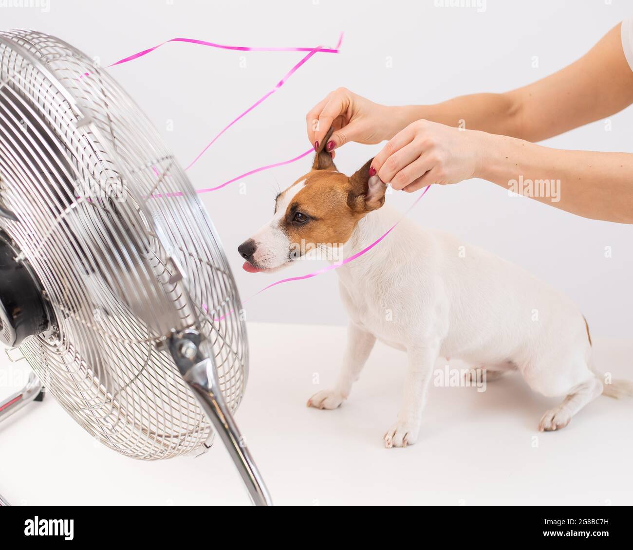 Is It Bad To Have A Fan Blowing On A Dog