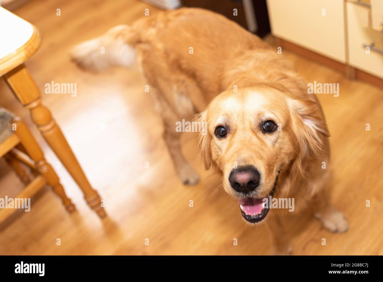 Golden Labrador Retriever bored on a wooden floor in the kitchen ...
