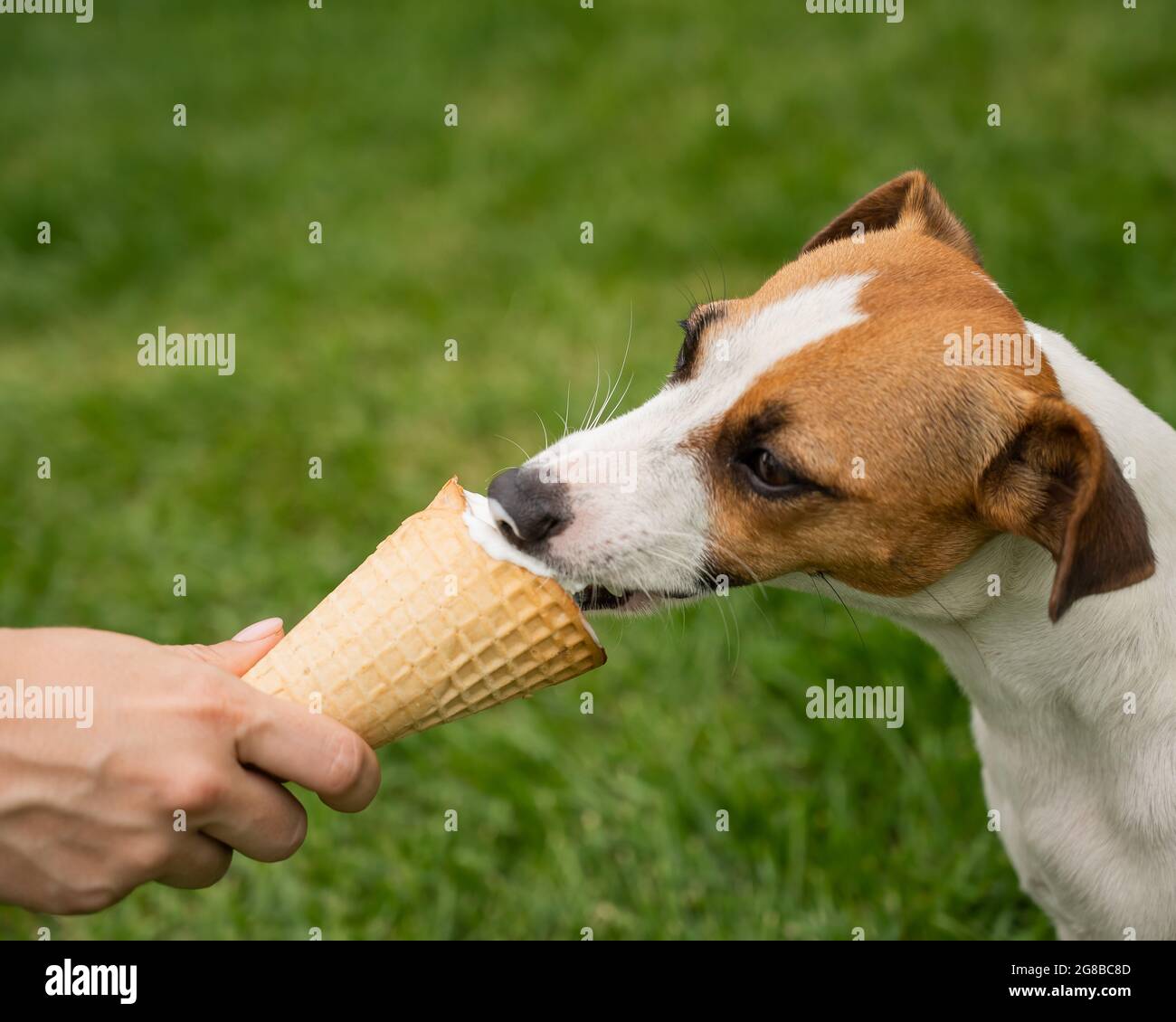 Cute Dogs Eating Ice Cream