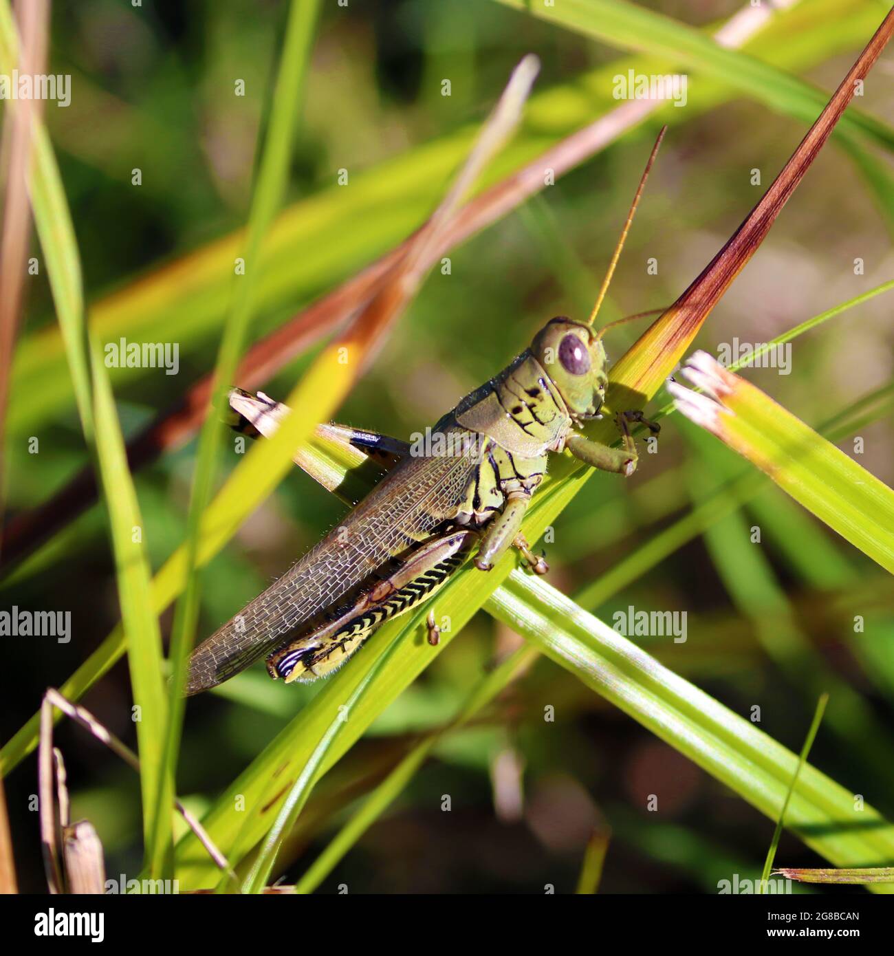 Insect of ecosystem hi-res stock photography and images - Alamy