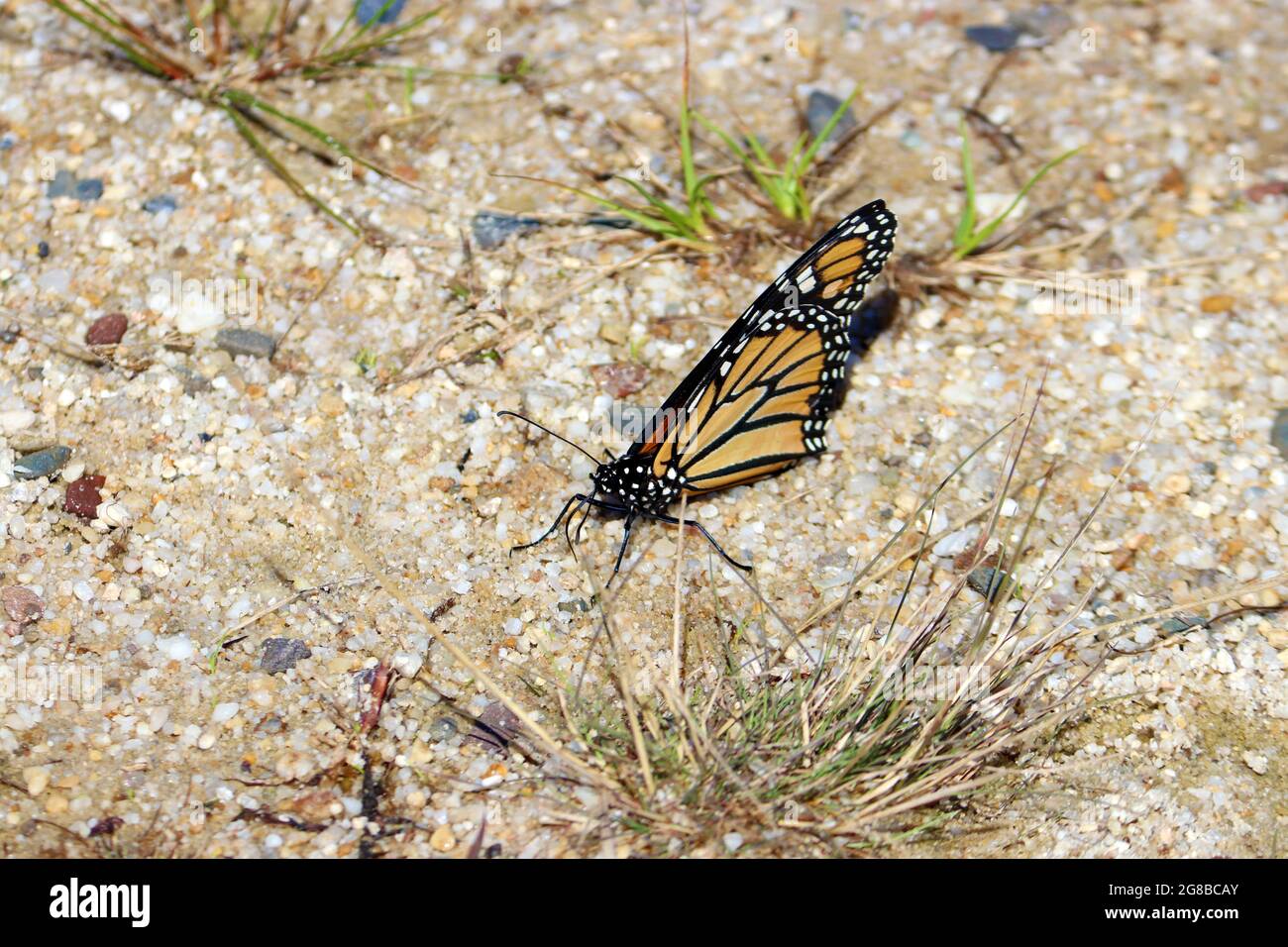 Monarch Butterfly on Beach Stock Photo - Alamy