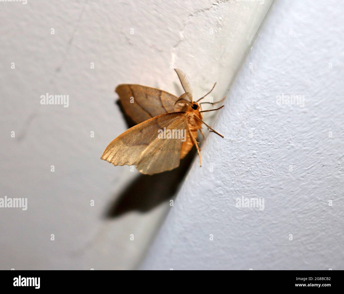 Moth bug hi-res stock photography and images - Alamy