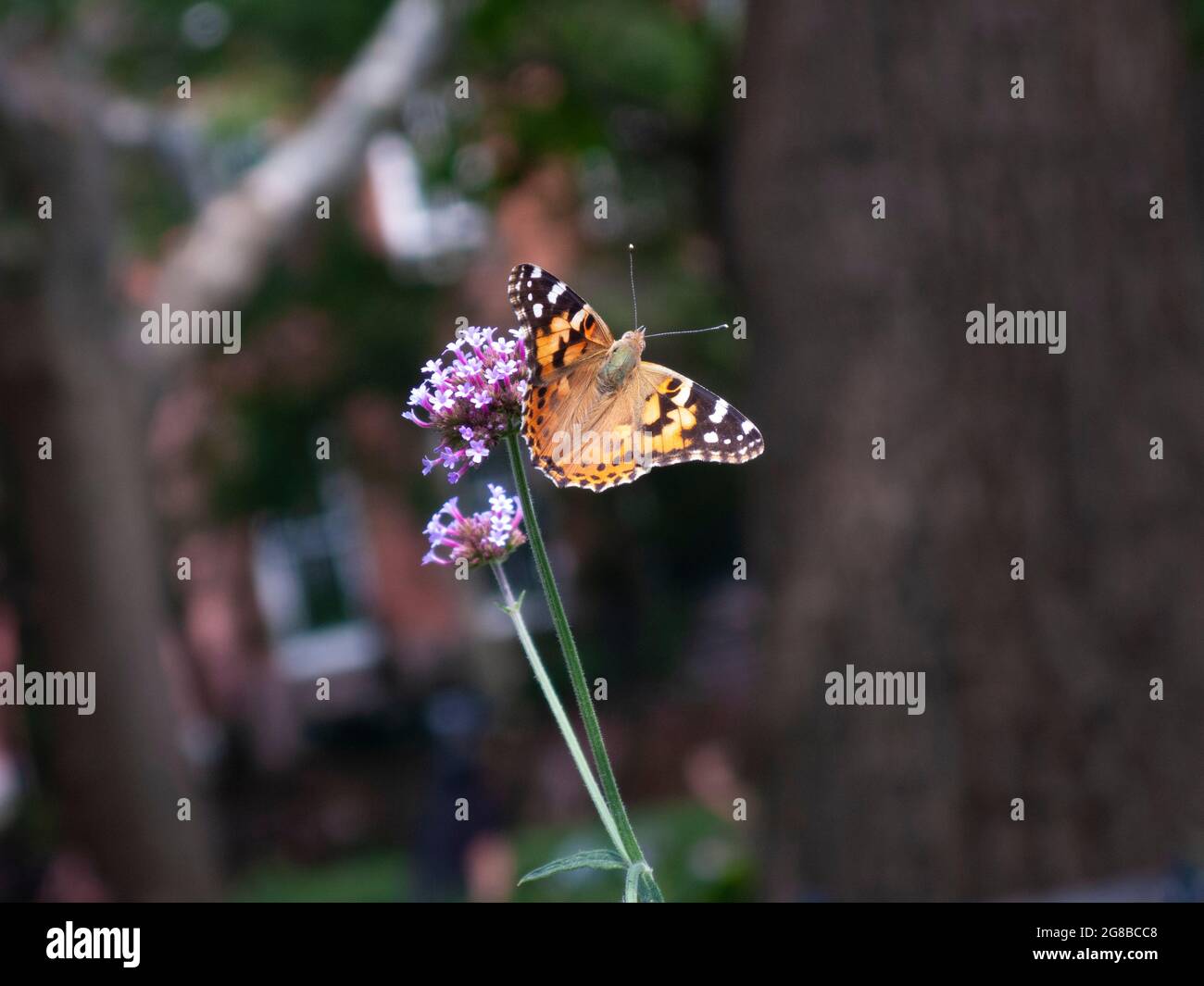 Monarch Butterfly on Flowers Stock Photo - Alamy