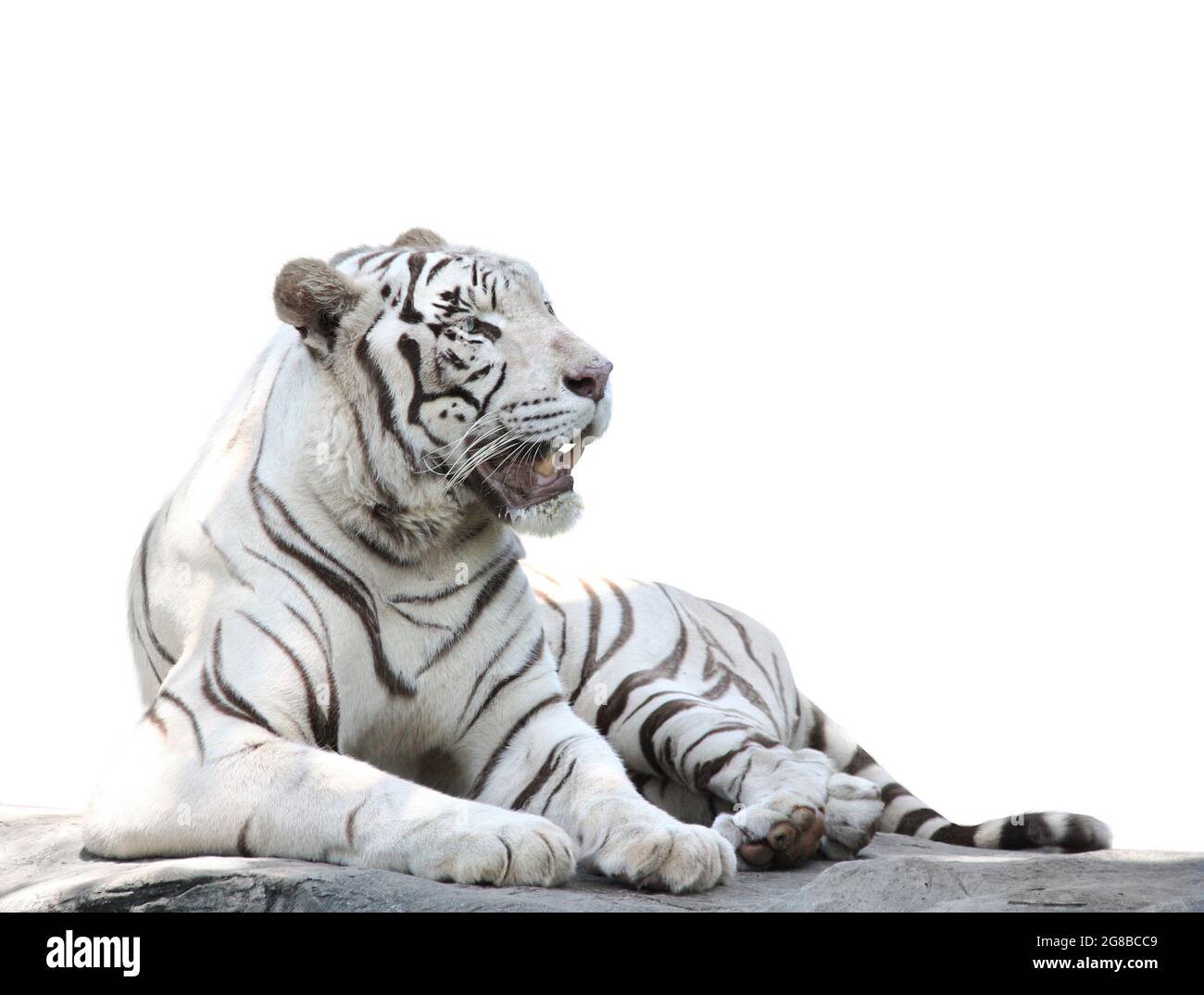 Lying white tiger. Isolated on white background Stock Photo - Alamy