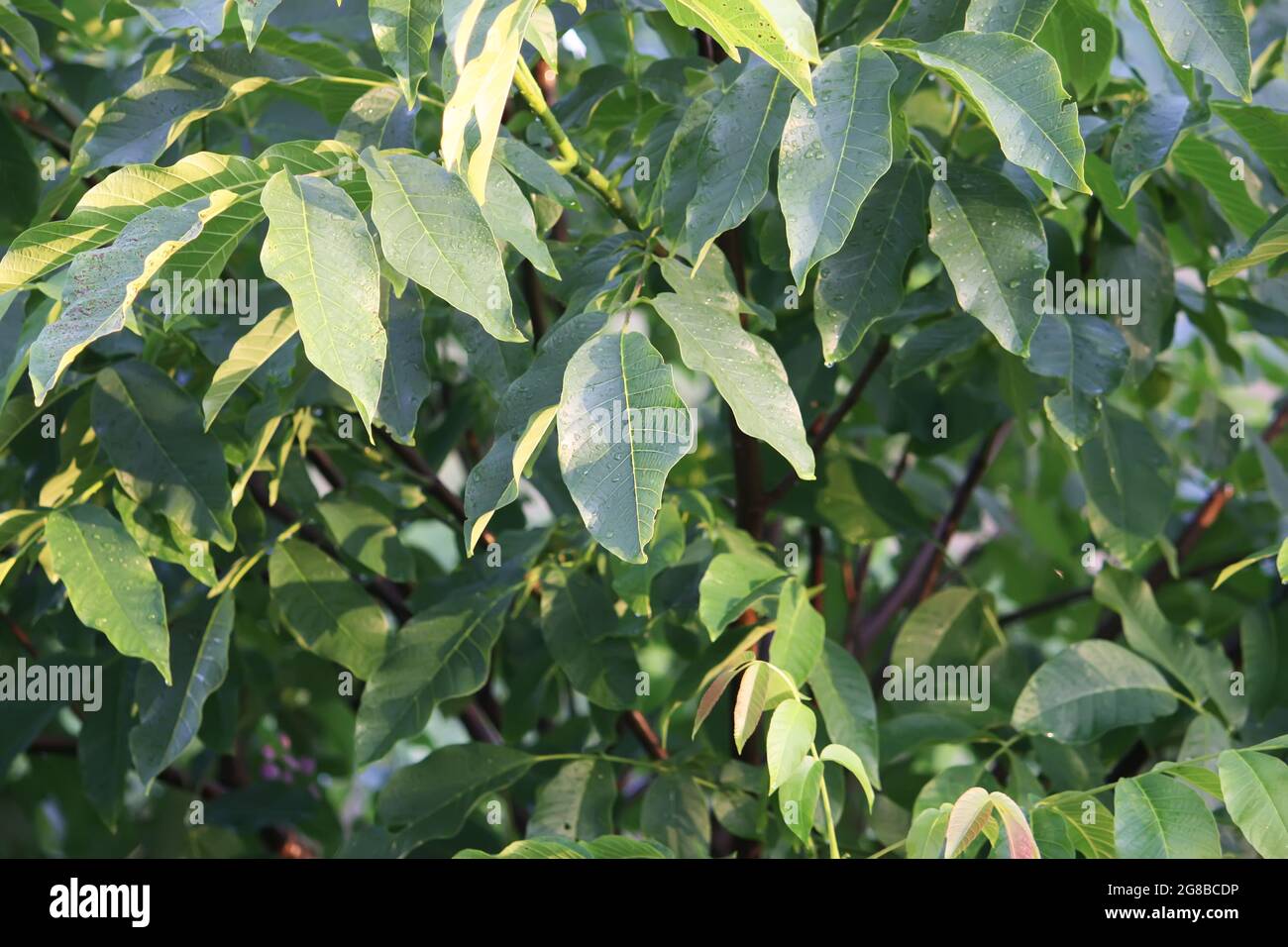 Green leaves wallnut tree hi-res stock photography and images - Alamy