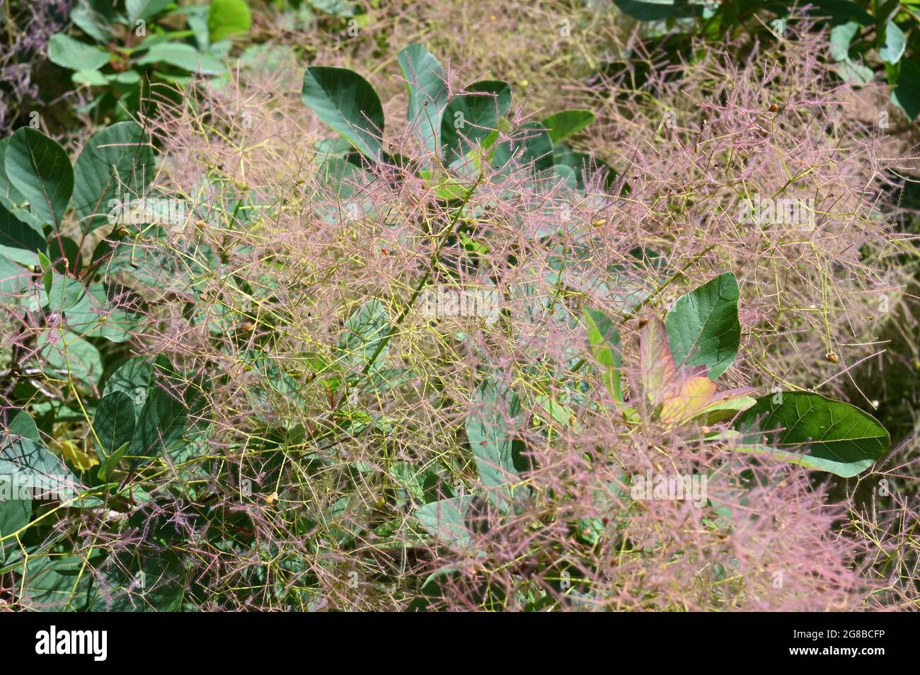 Growth shrub hi-res stock photography and images - Alamy