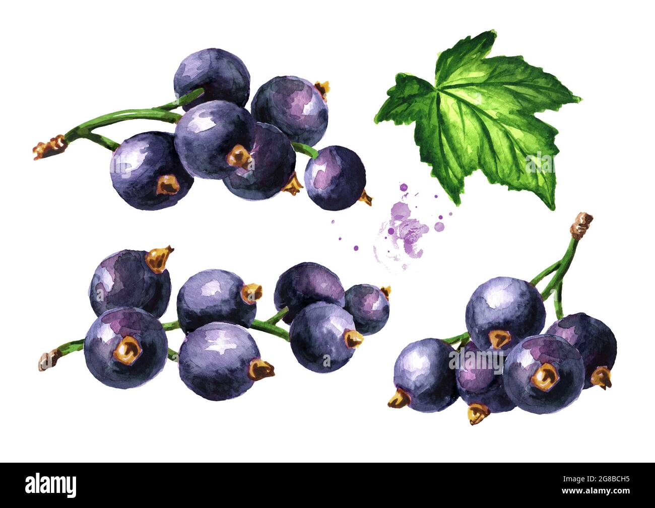 Black currant branch set. Hand drawn watercolor illustration, isolated ...