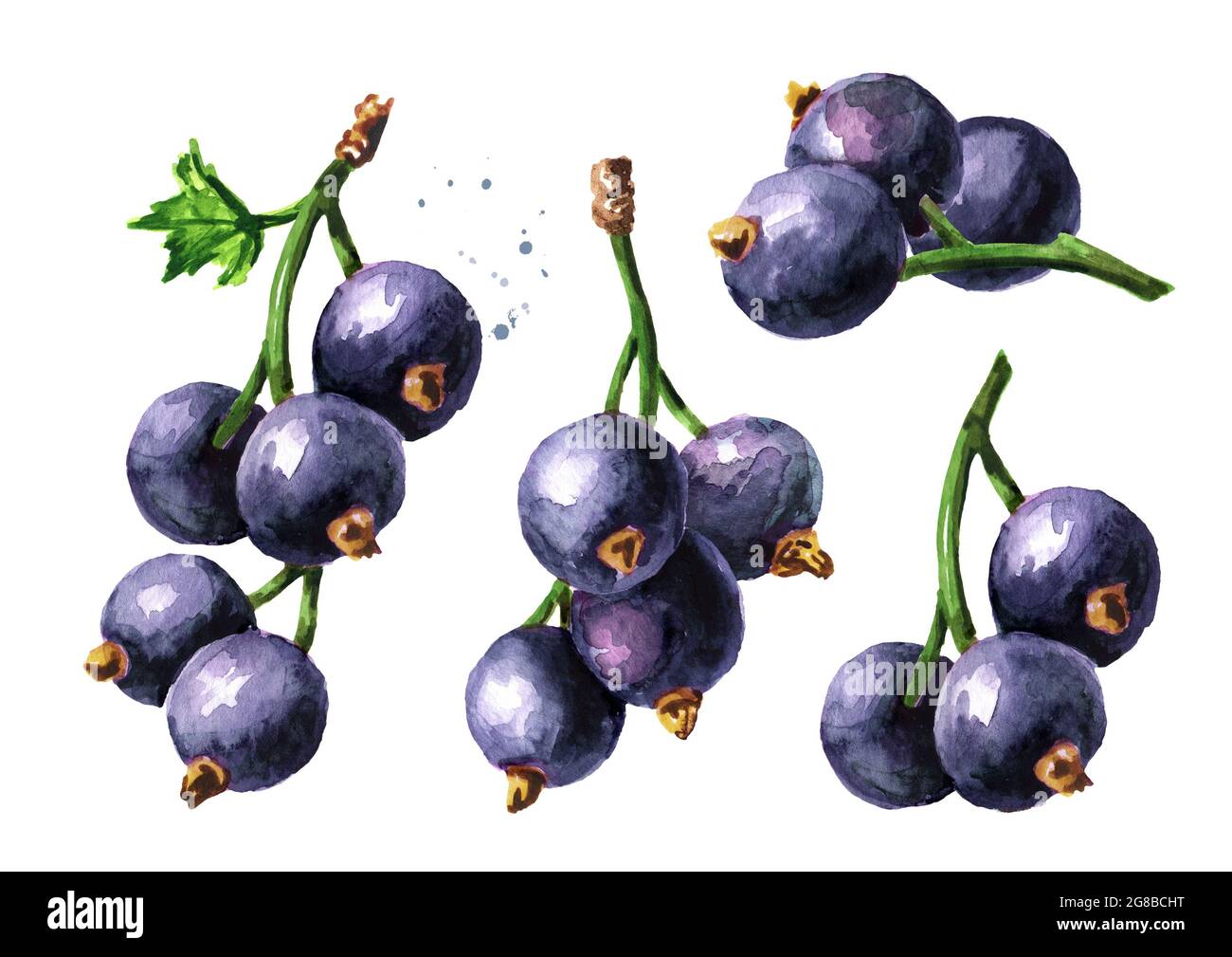 Black currant branch set. Hand drawn watercolor illustration isolated ...