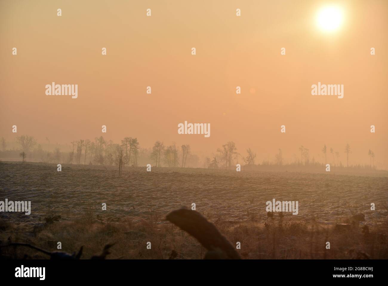 the rising sun over the surviving trees Stock Photo - Alamy