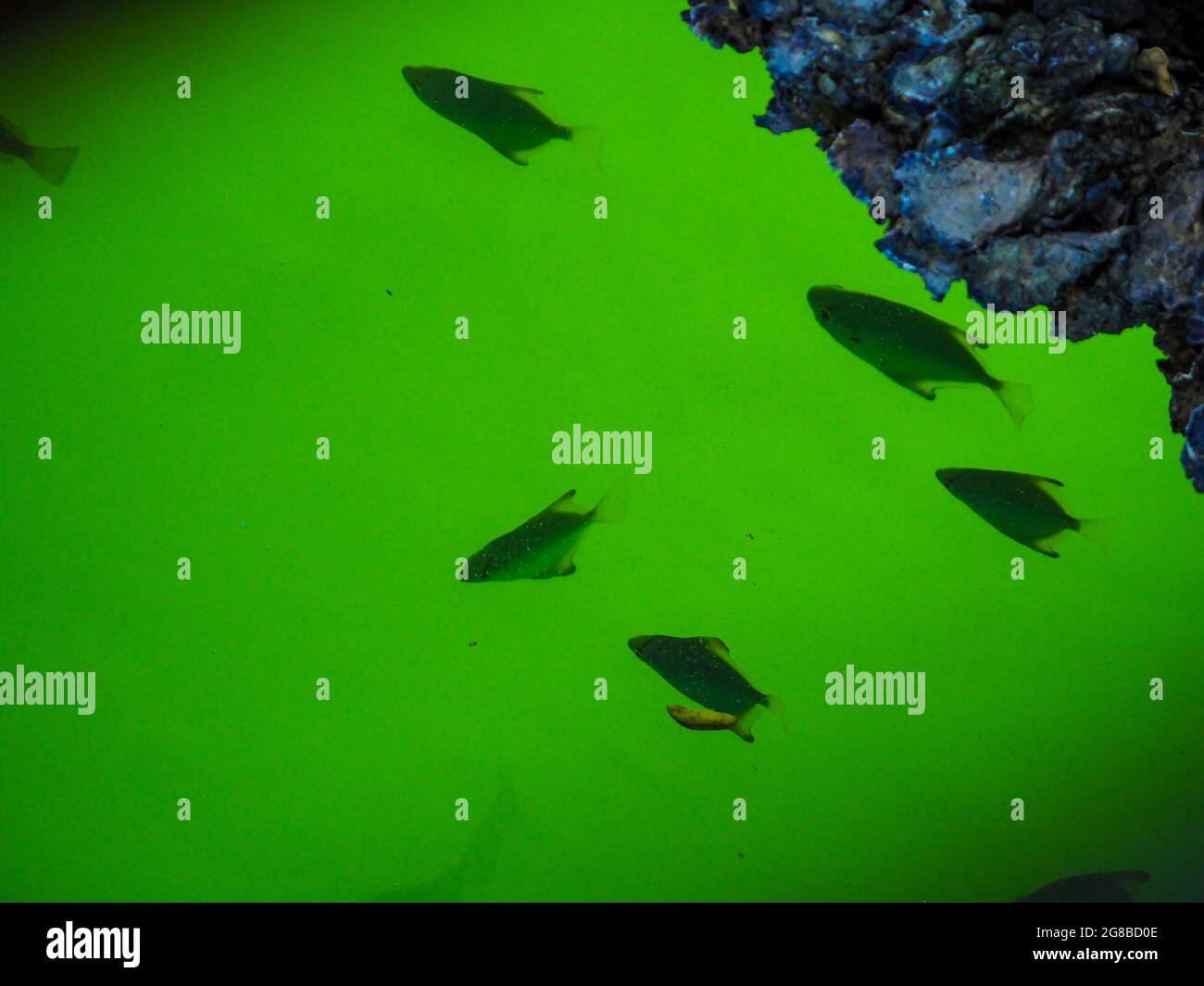 Fish swimming in the green shallow water near the base of a concrete ...