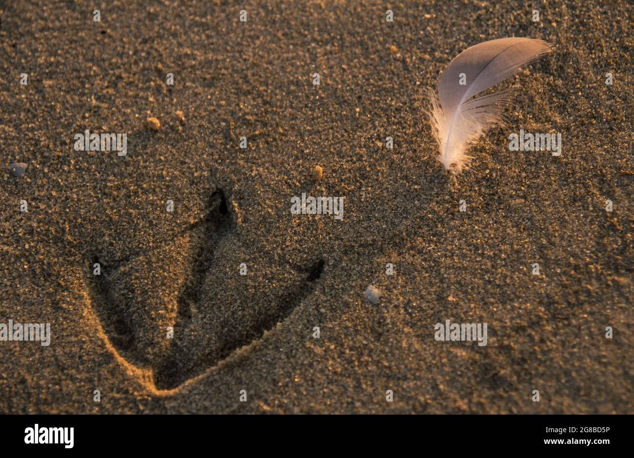 Feather fall from seagull hi-res stock photography and images - Alamy
