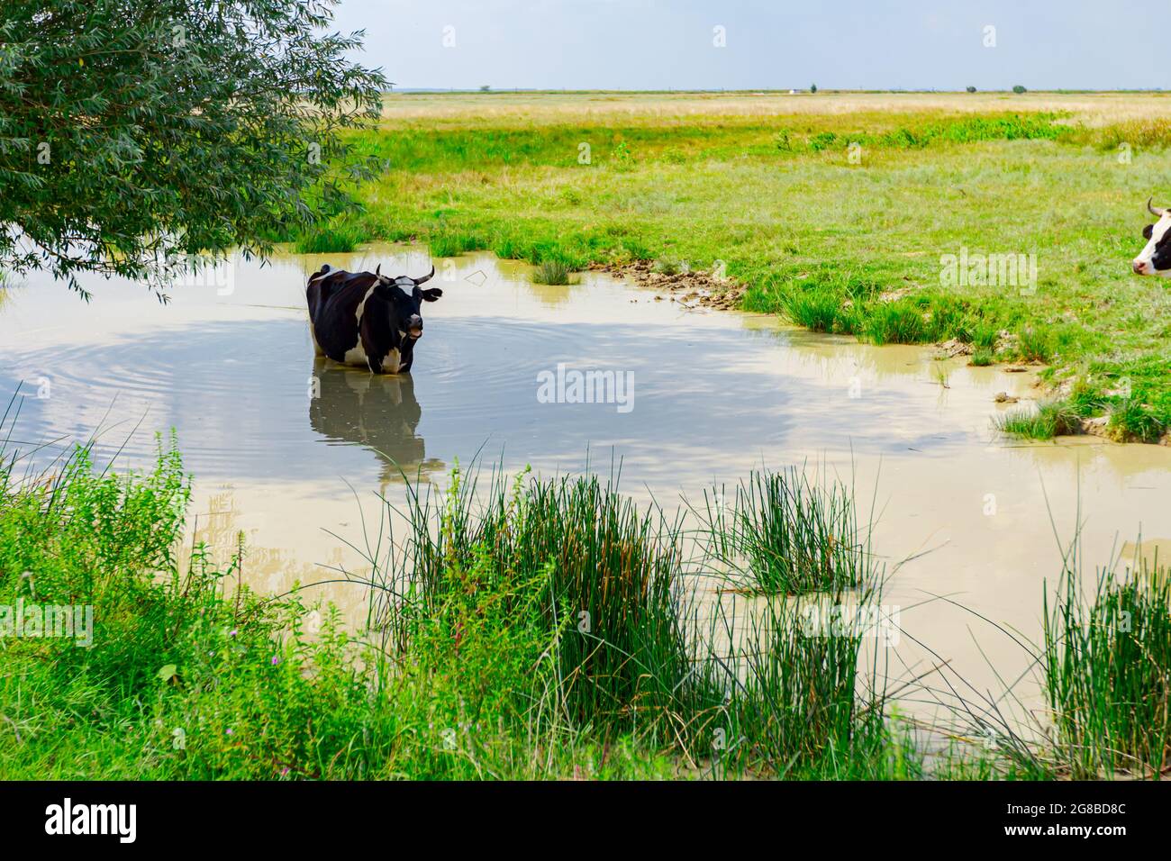 Black and white cow is standing in pond in the shade under a tree to ...