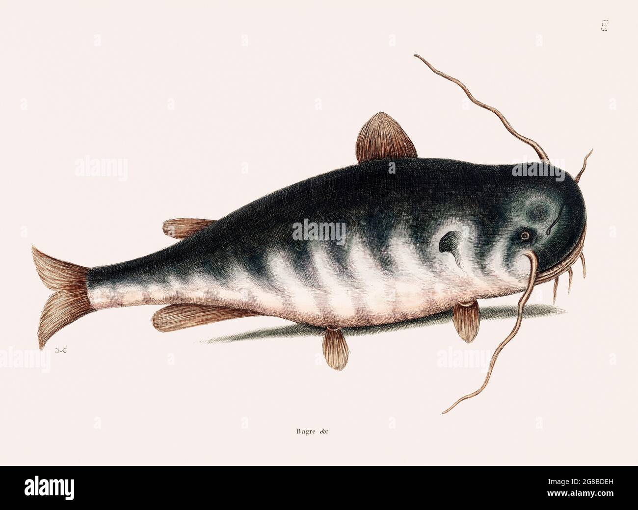 Fish public domain hi-res stock photography and images - Alamy