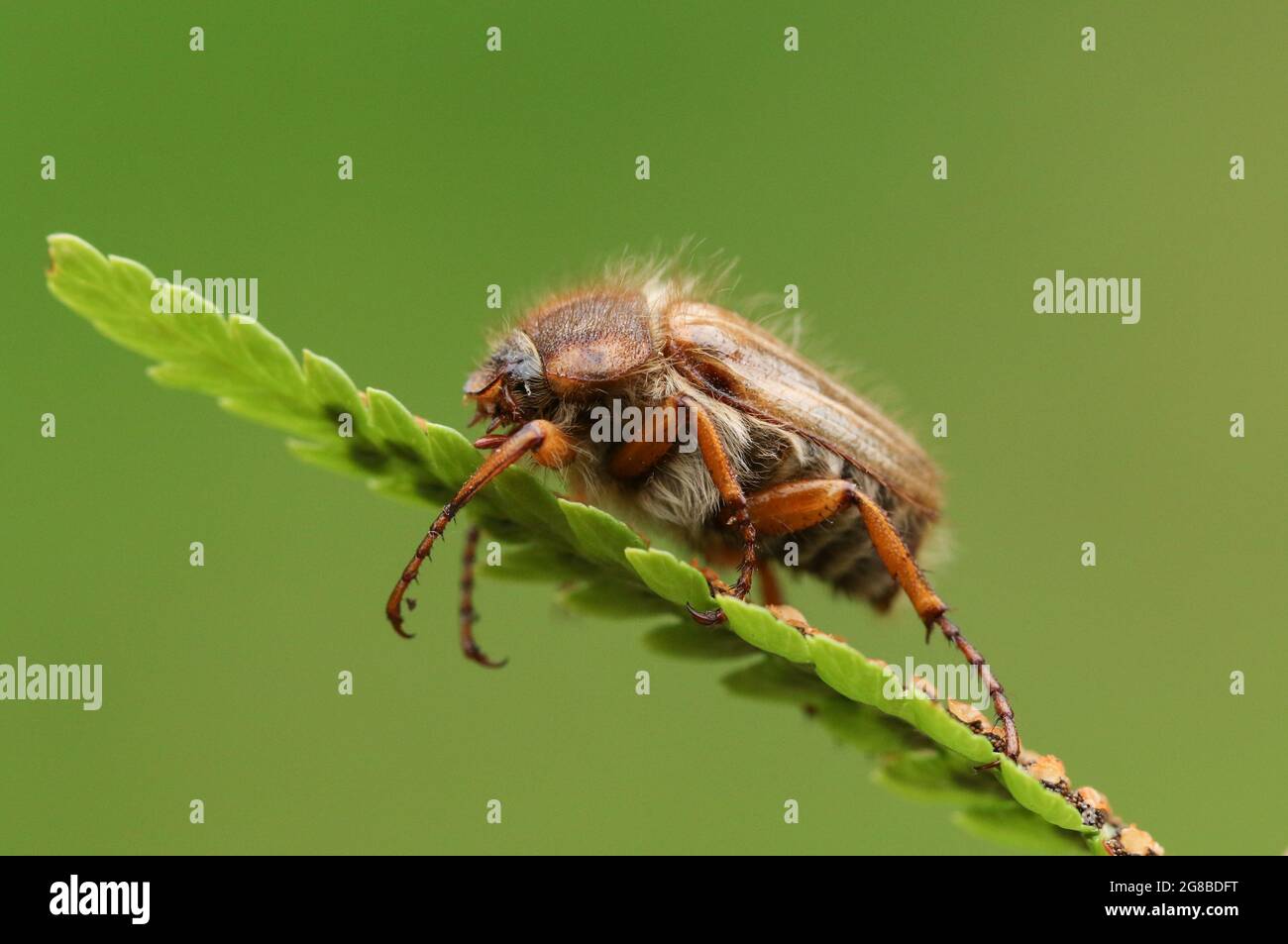 Large British Beetle High Resolution Stock Photography and Images - Alamy